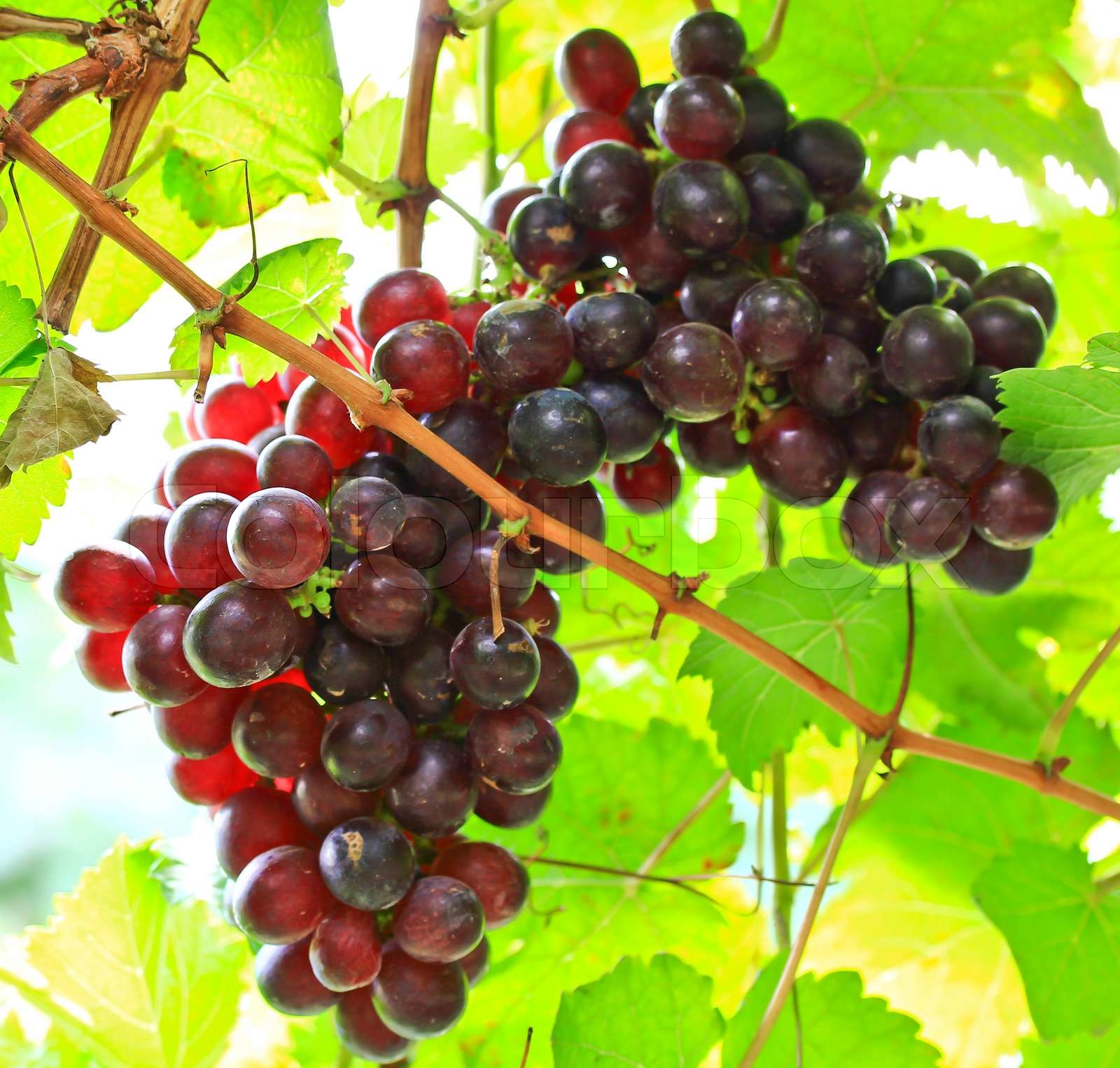 Rote Trauben | Stock Bild | Colourbox