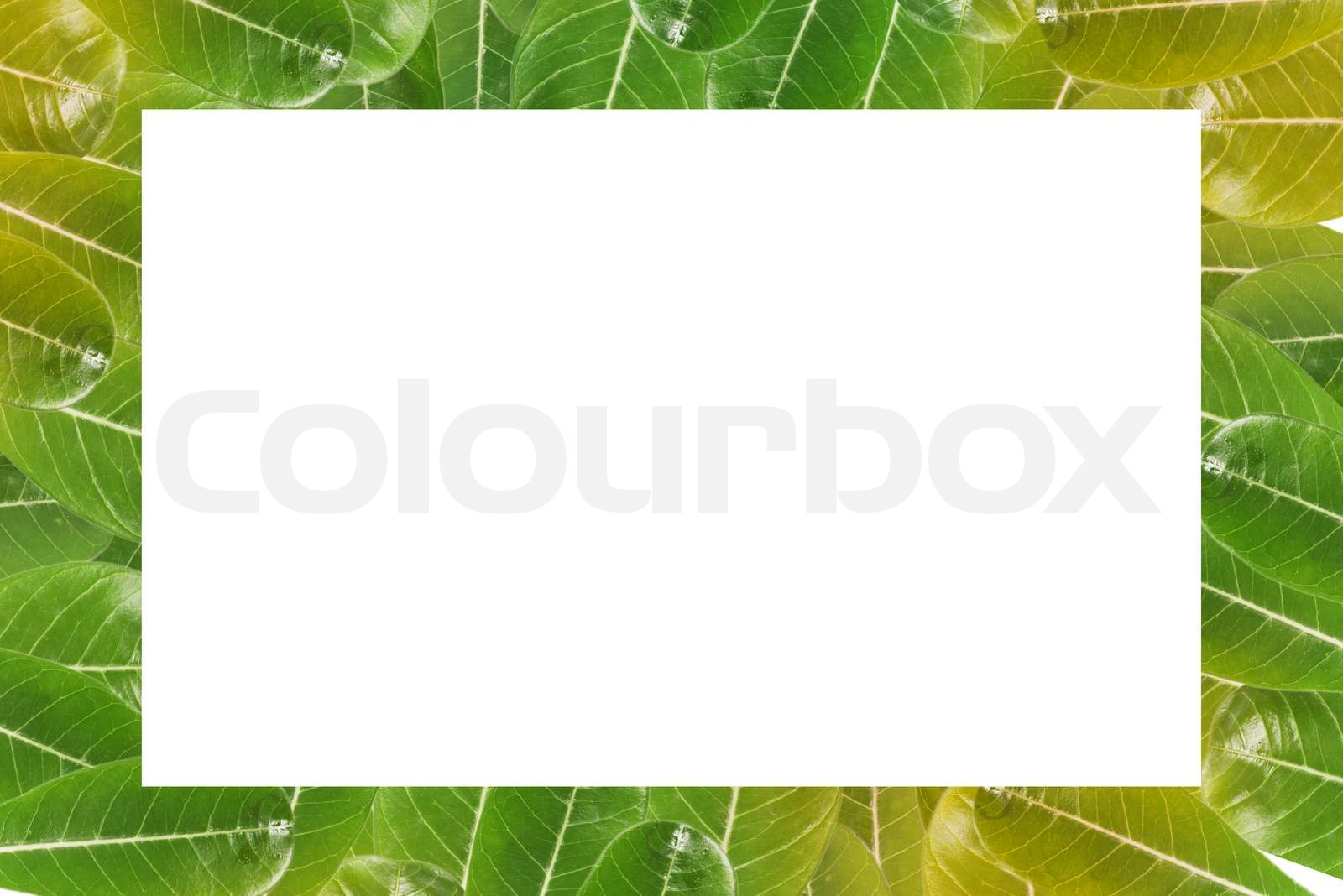 Green leaves border over white | Stock image | Colourbox