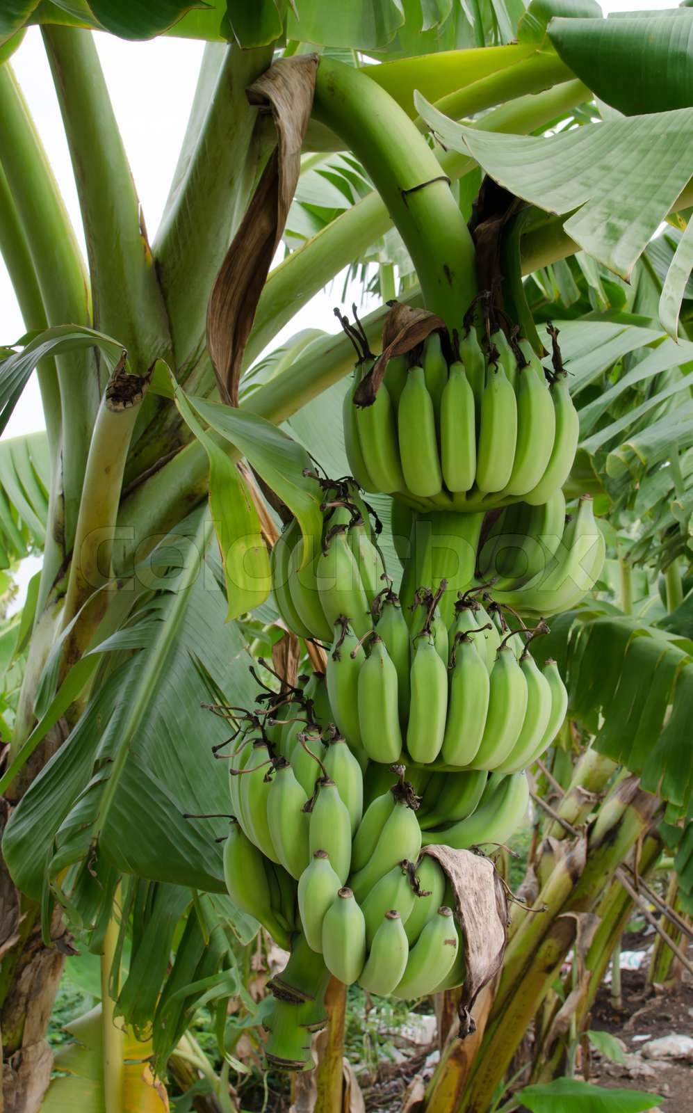 Banana Haufen auf Baum im Garten , Thailand | Stock Bild | Colourbox