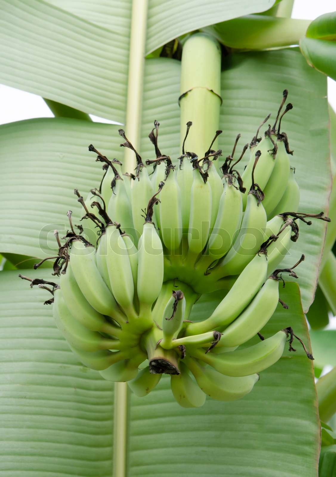Banana Haufen auf Baum im Garten , Thailand | Stock Bild | Colourbox