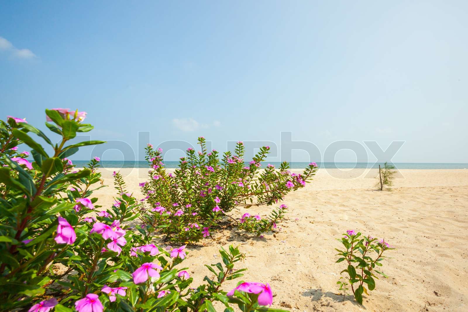 Blumen am Strand | Stock Bild | Colourbox
