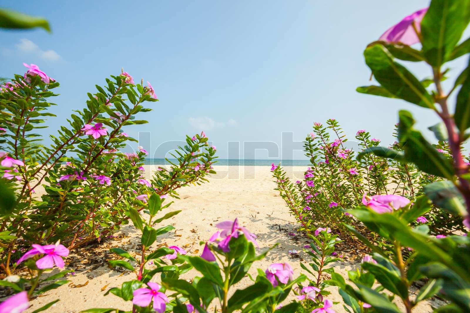 Blumen am Strand | Stock Bild | Colourbox