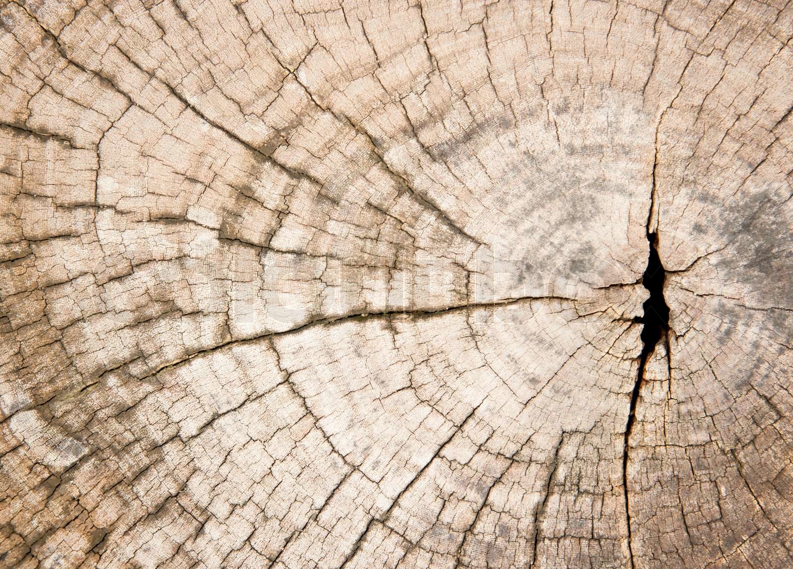 Sawn cracked timber showing annual rings | Stock image | Colourbox