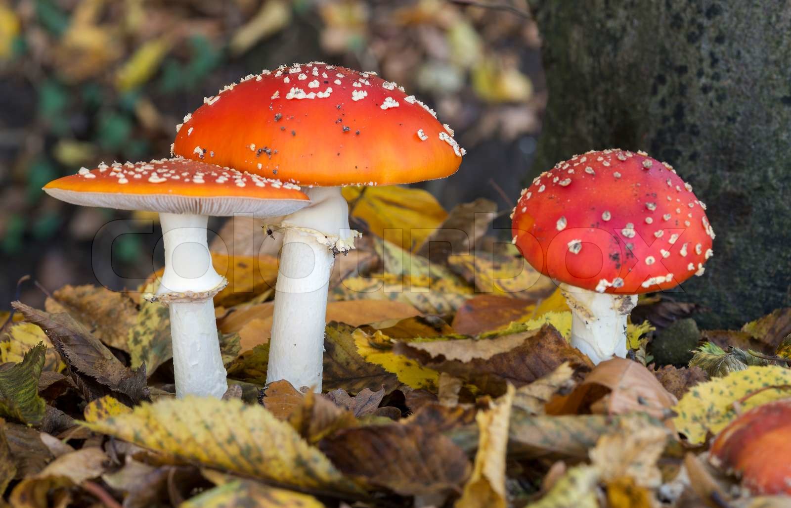Amanita muscaria | Stock Bild | Colourbox