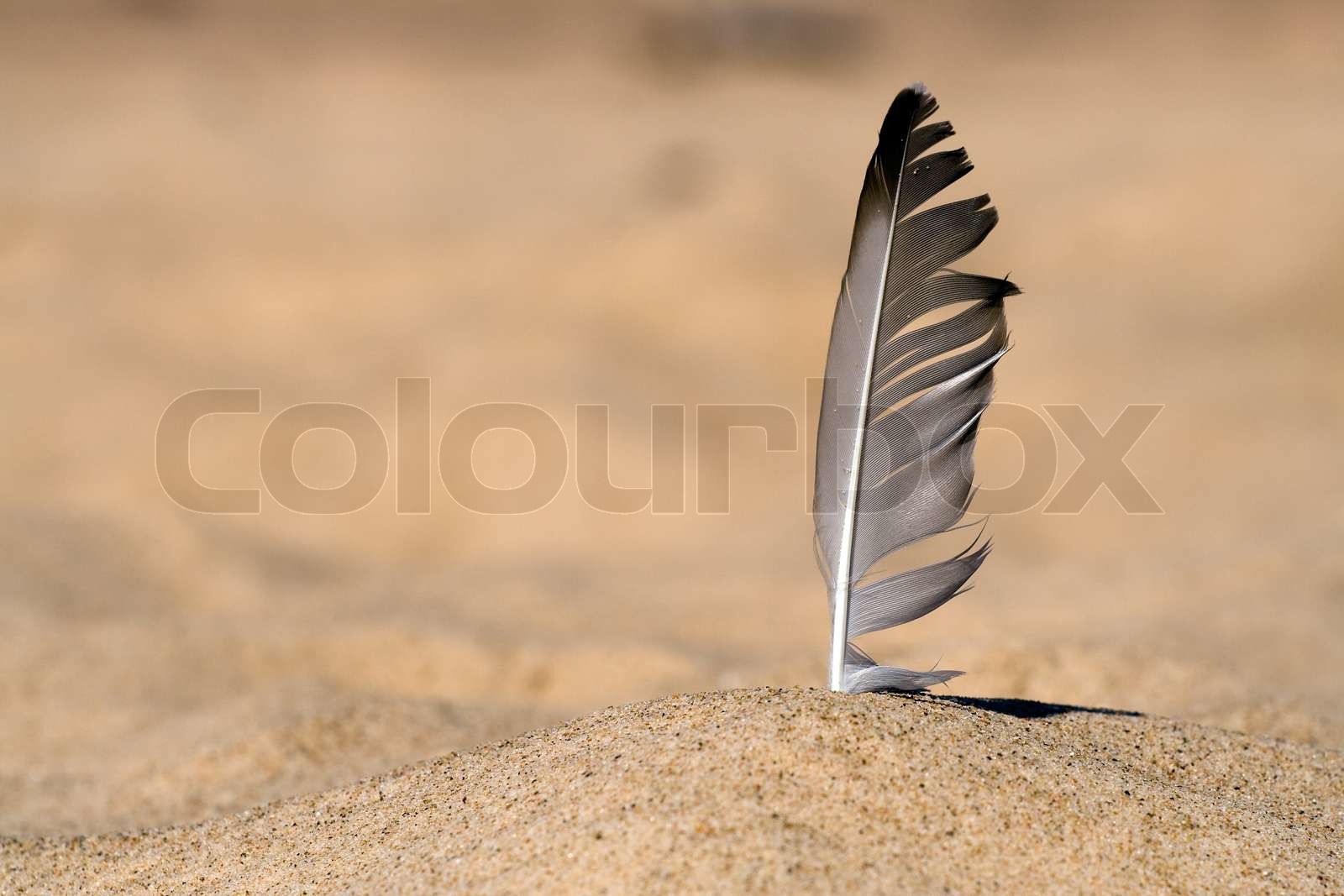 Seagull feather in beach | Stock image | Colourbox