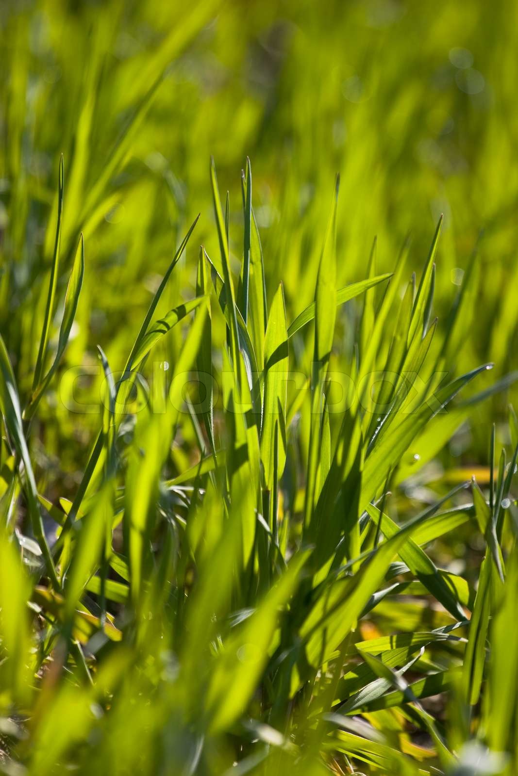 Neue grüne Gras | Stock Bild | Colourbox