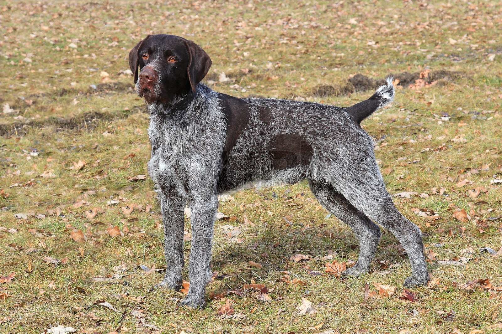The typical Bohemian wire-haired Pointing Griffon | Stock image | Colourbox