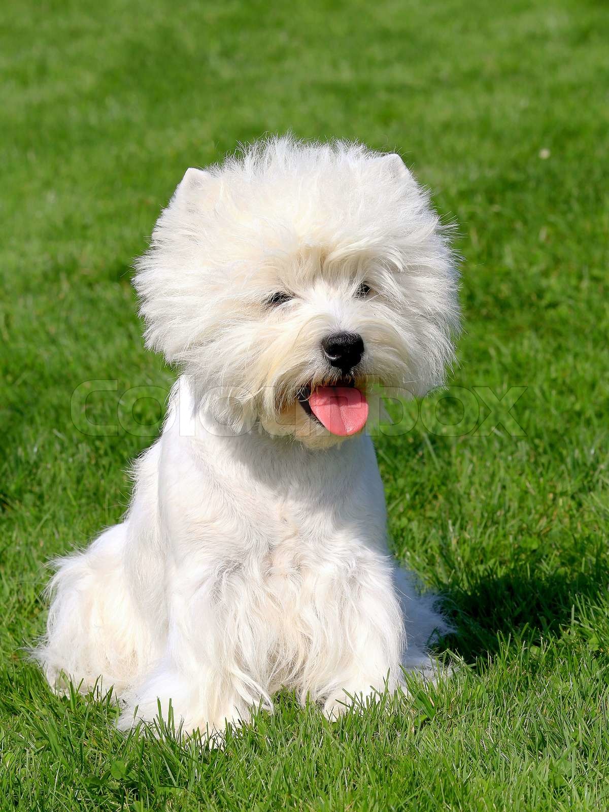 Puppy of West Highland White Terrier | Stock image | Colourbox