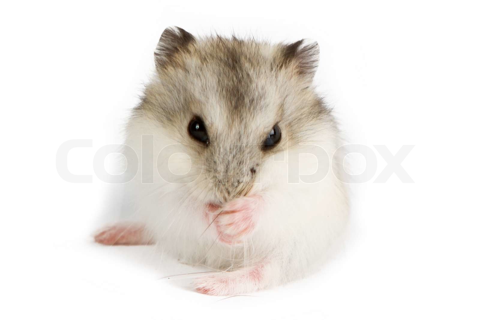 Hamster | Stock image | Colourbox