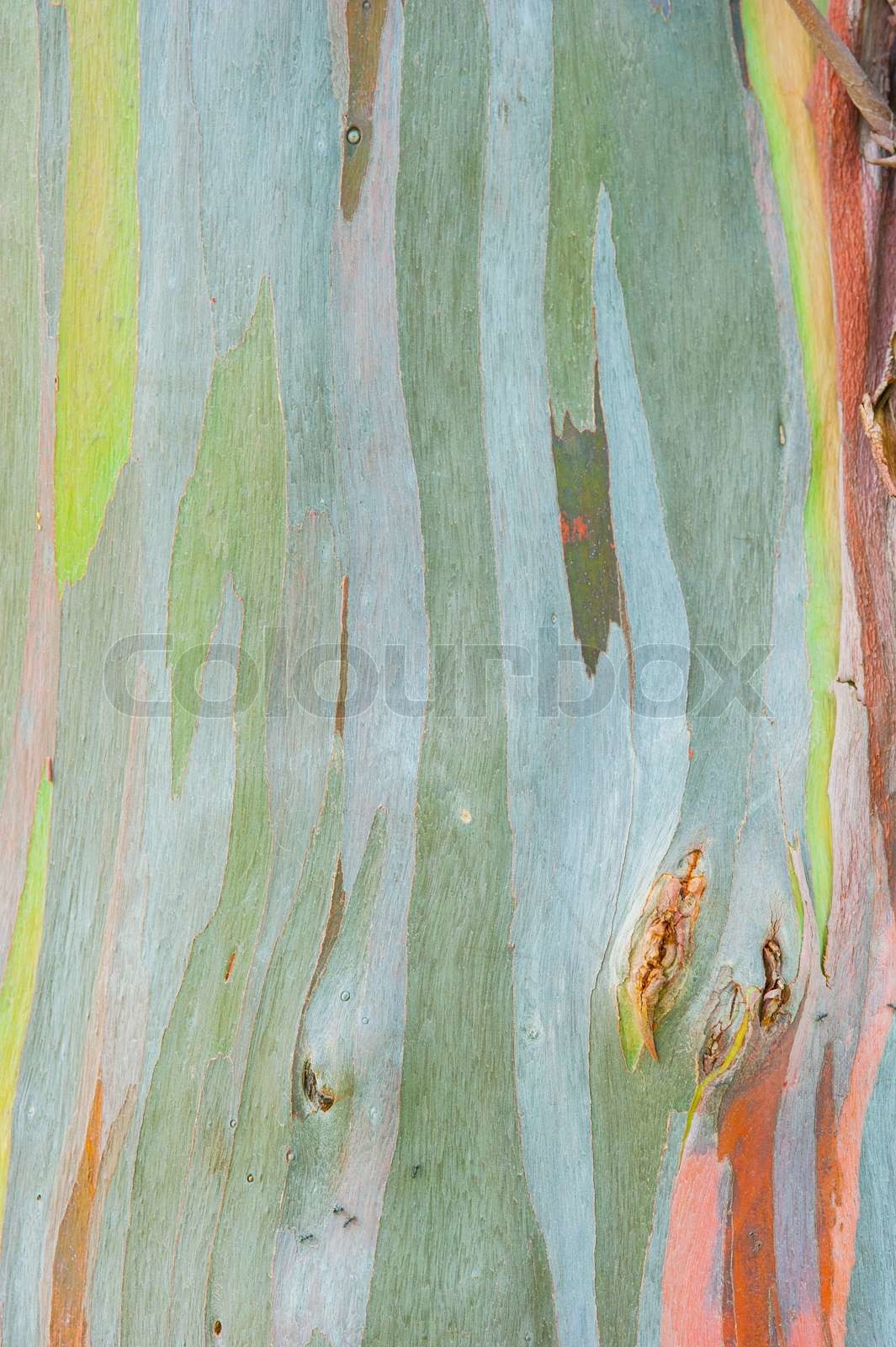 Abstract painting by eucalyptus tree bark | Stock image | Colourbox