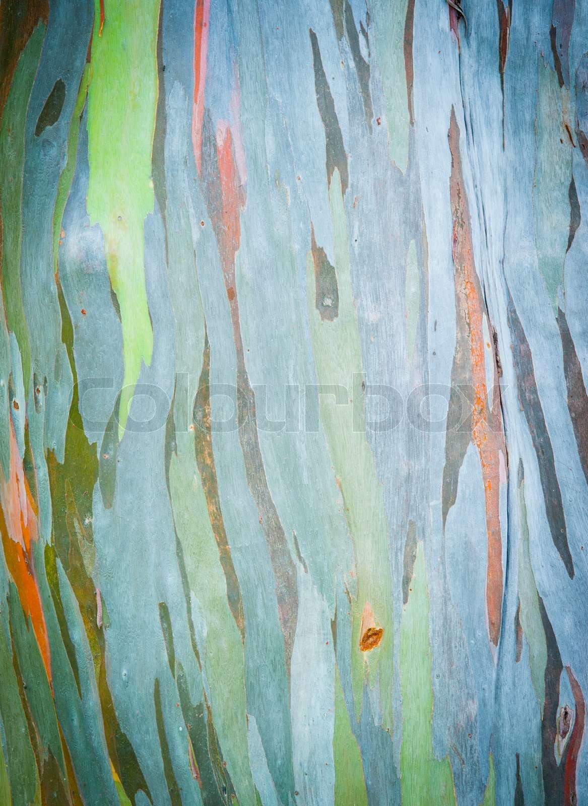 Abstract painting by eucalyptus tree bark | Stock image | Colourbox