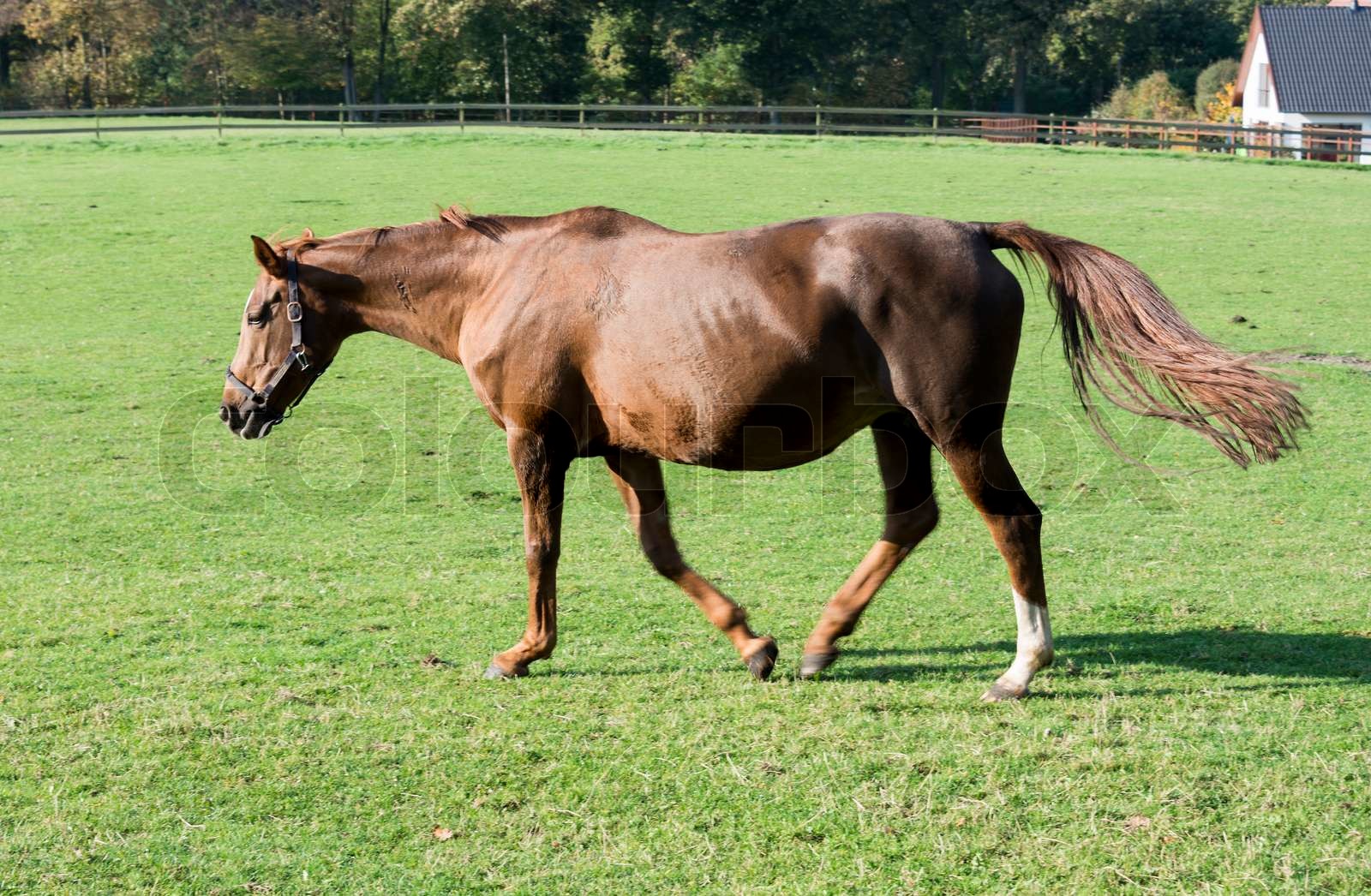 brown horse running | Stock image | Colourbox