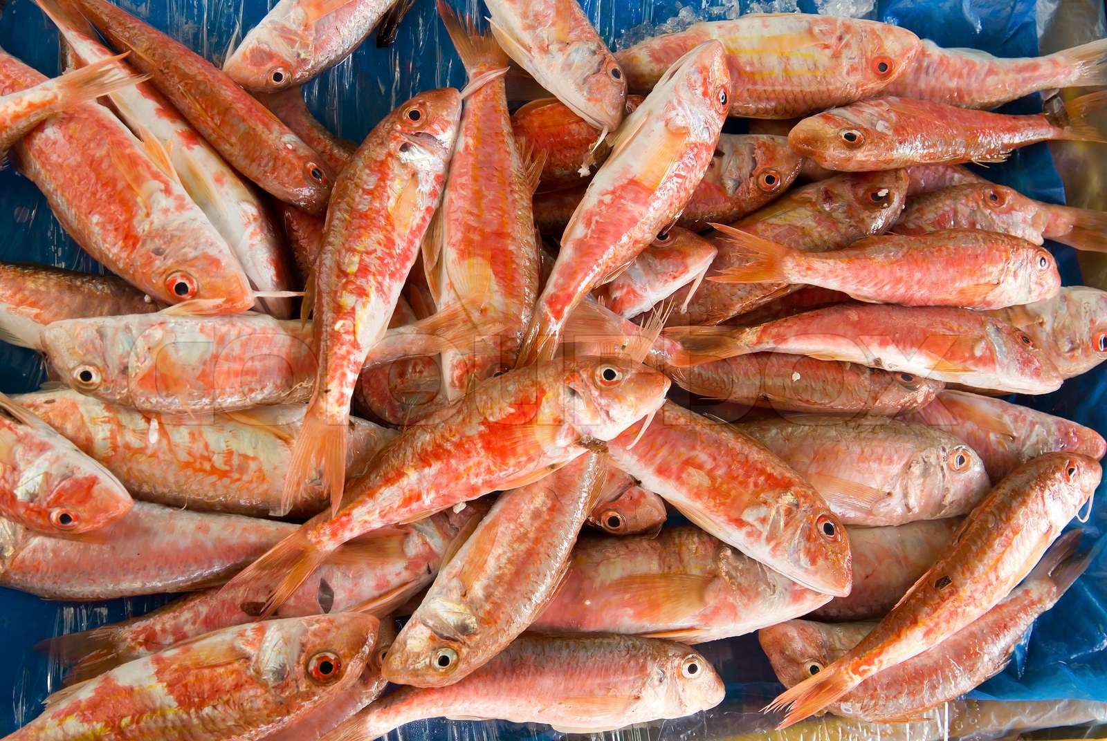 Red mullet fish | Stock image | Colourbox