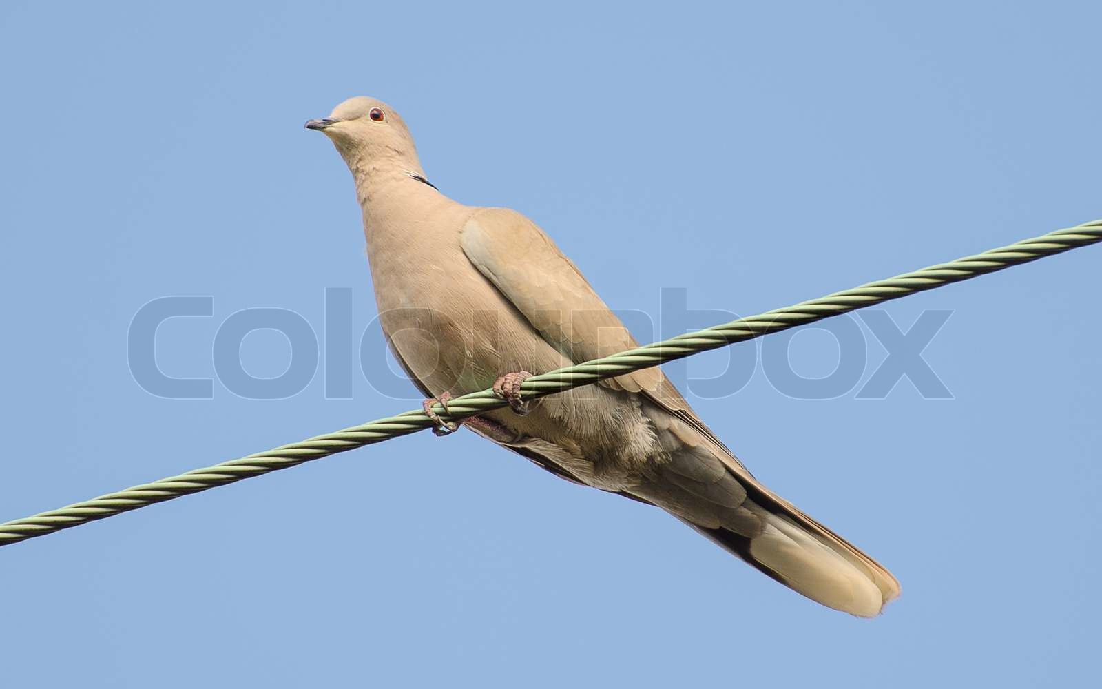 Eurasian Collared Dove sitting on a wire | Stock image | Colourbox