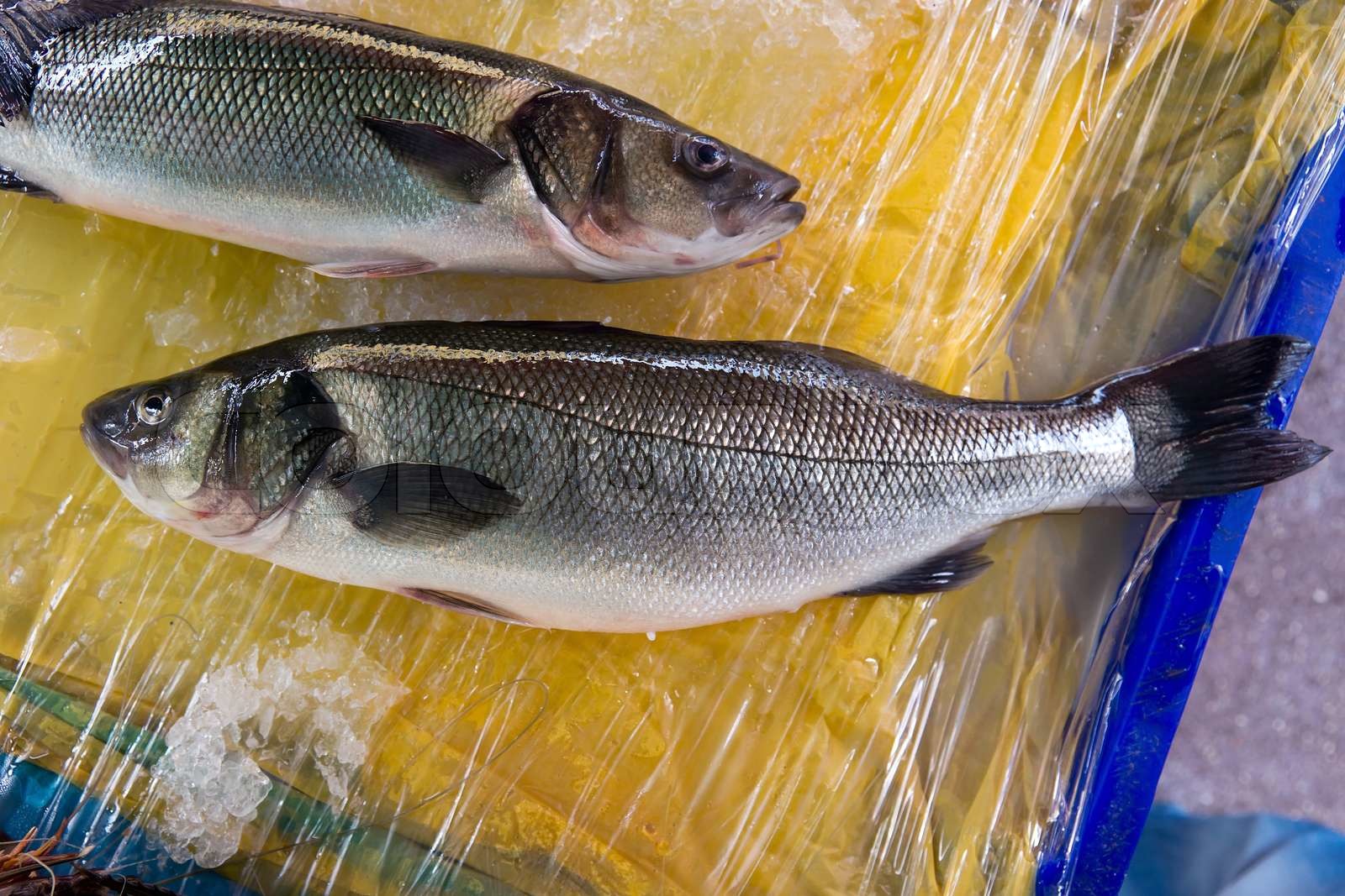 Nice - Seefisch auf dem Fischmarkt | Stock Bild | Colourbox