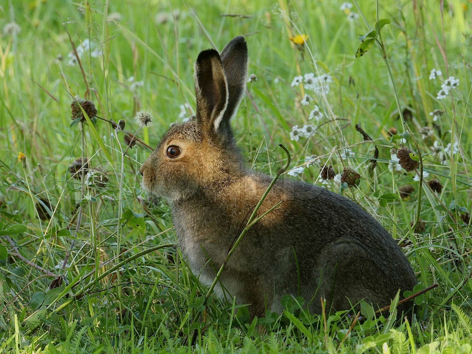 A Hare is eating | Stock image | Colourbox