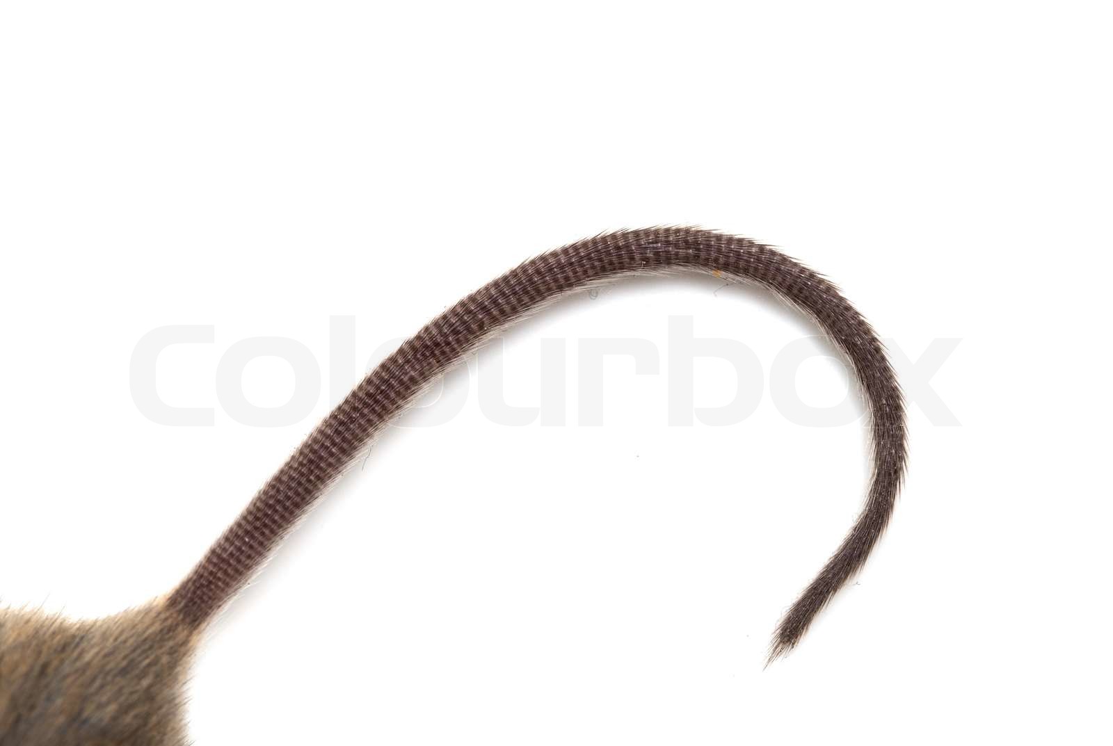 tail of the mouse macro | Stock image | Colourbox