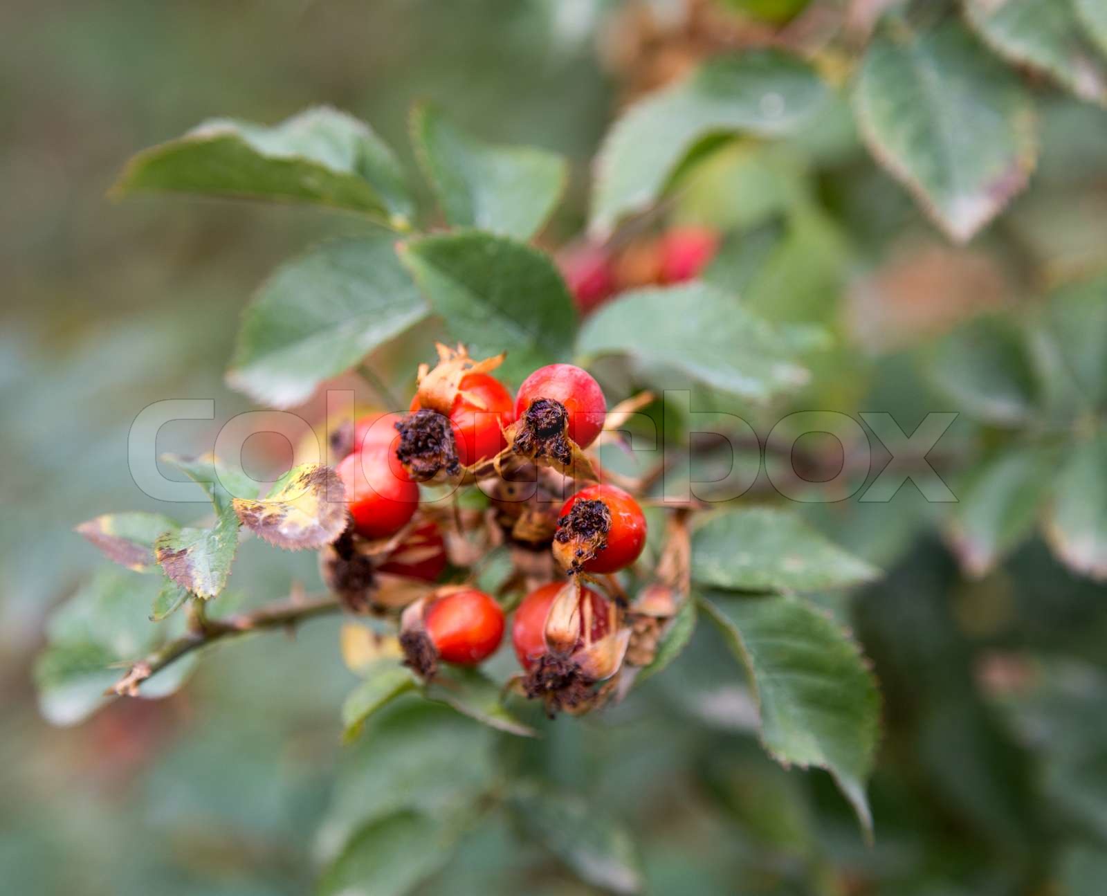 vilde roser i naturen | Stock foto | Colourbox