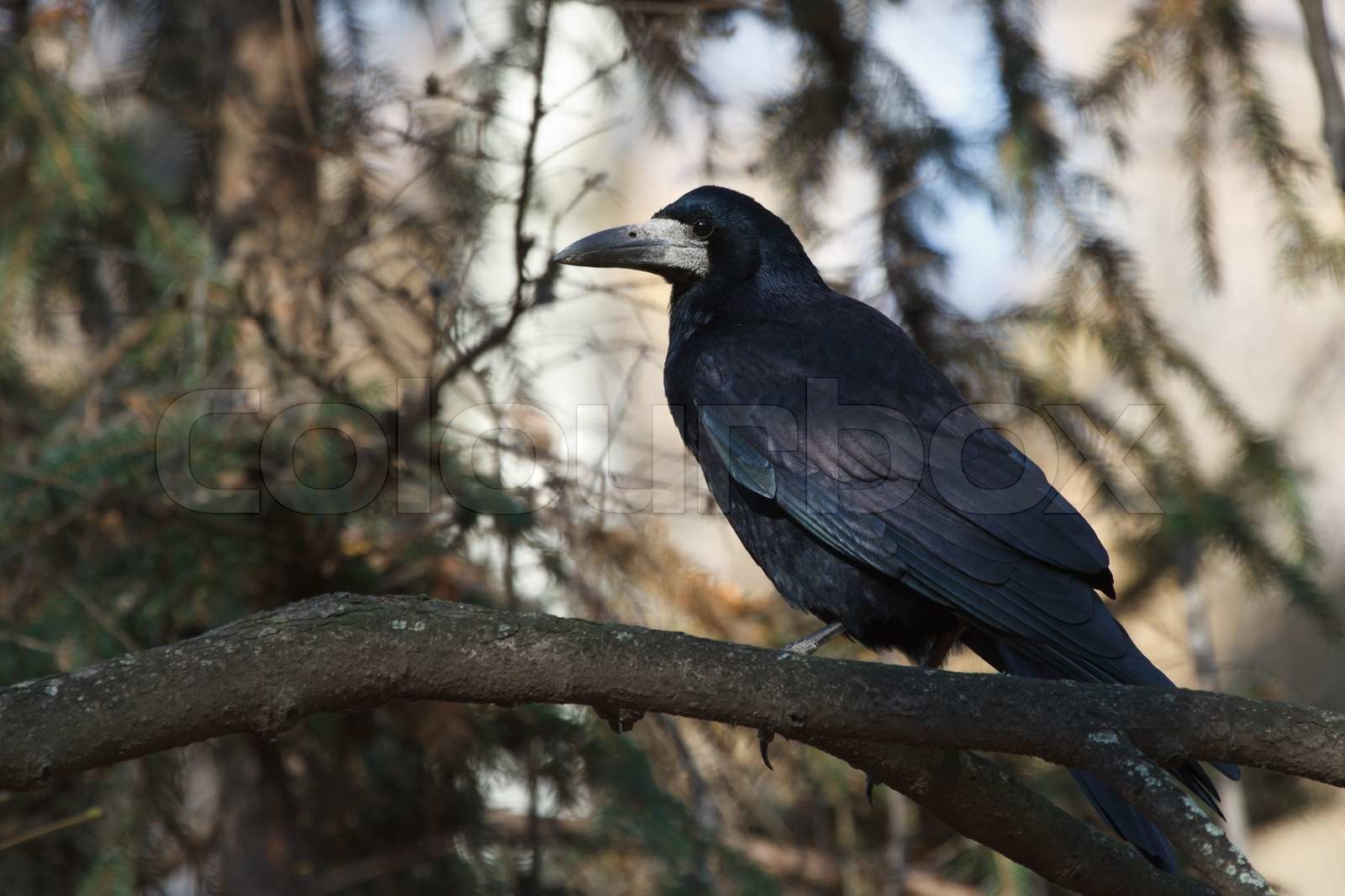 Black crow sitting on a tree branch in a forest | Stock image | Colourbox
