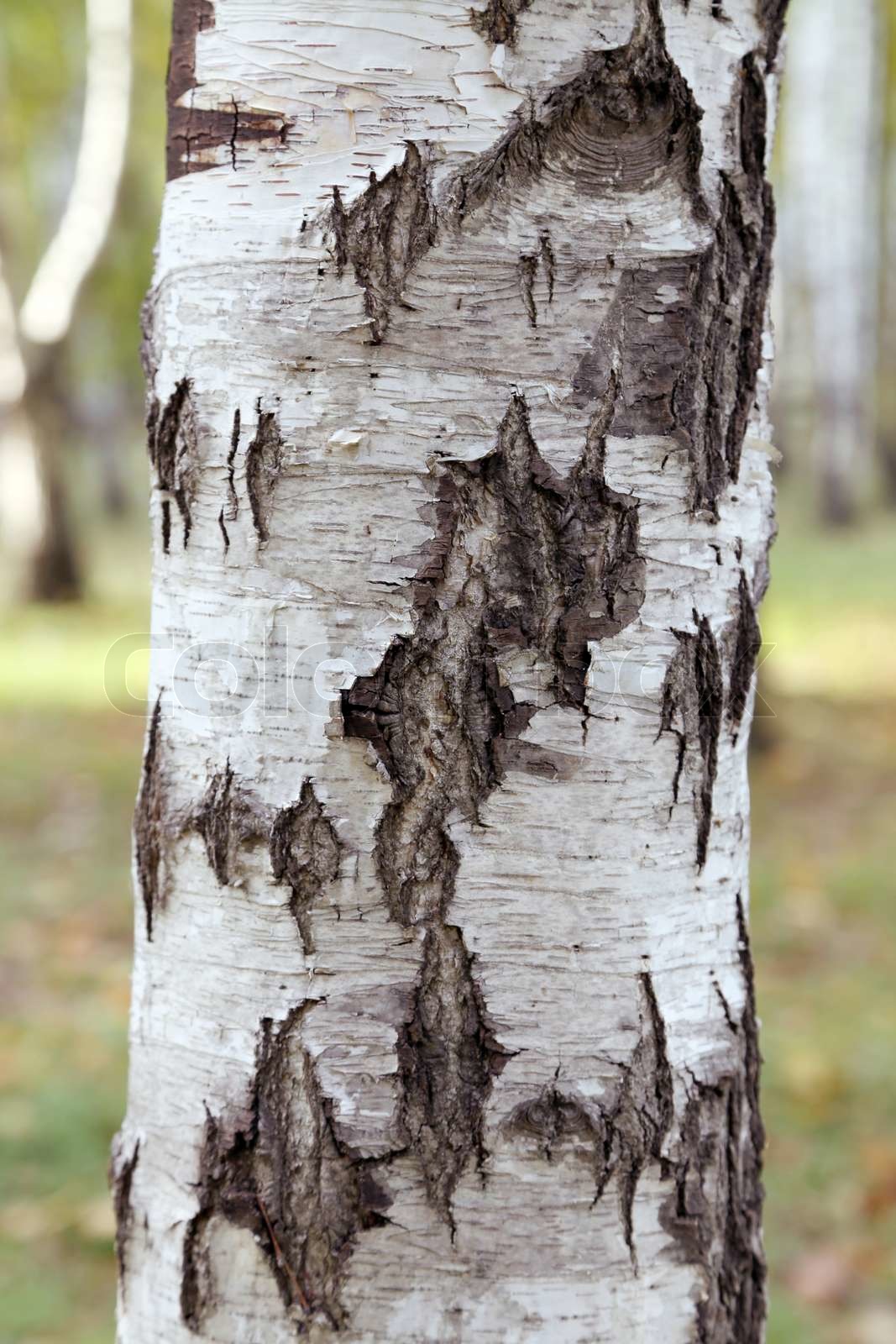 Close up of the birch trunk | Stock image | Colourbox