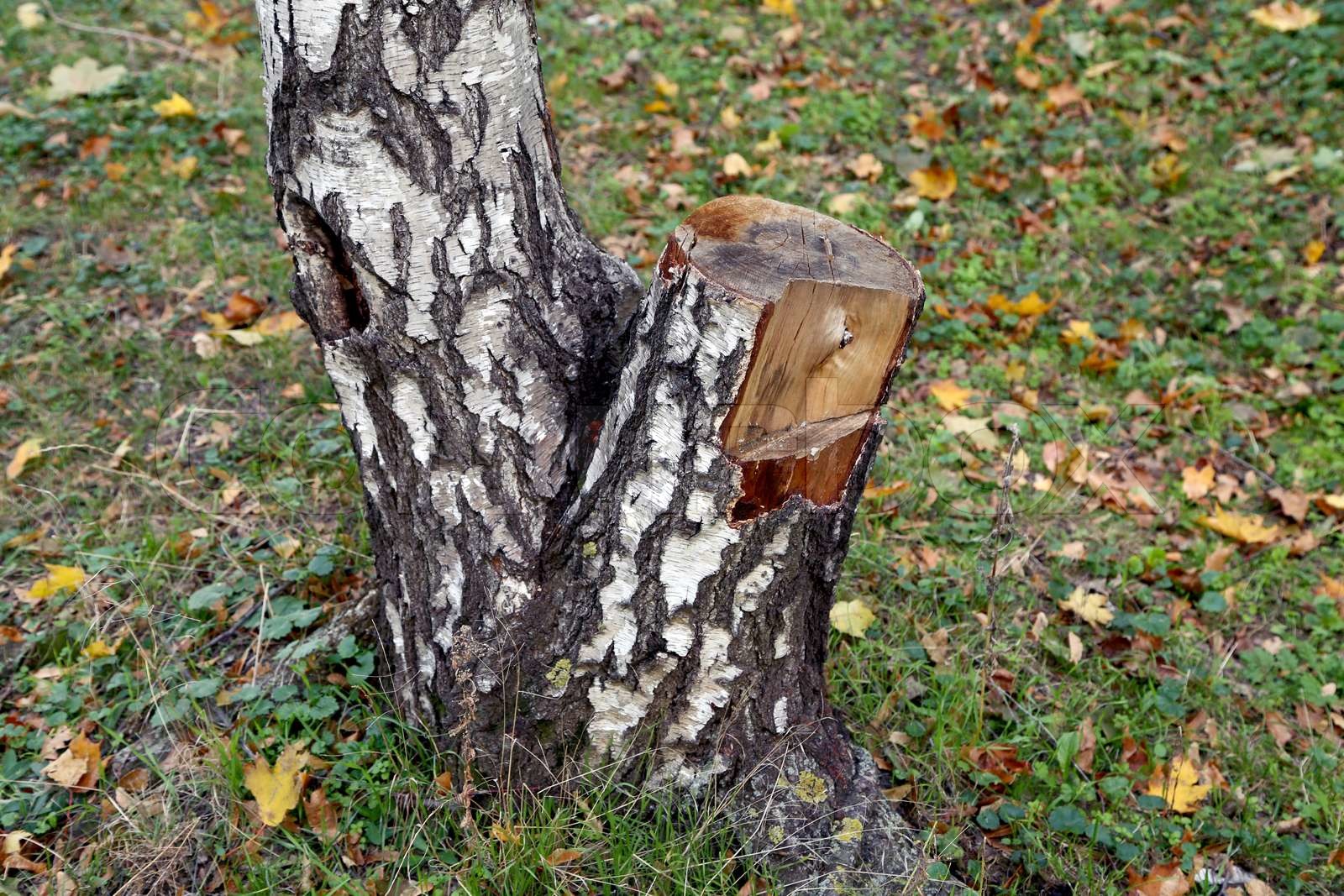 Stump of a cut tree | Stock image | Colourbox