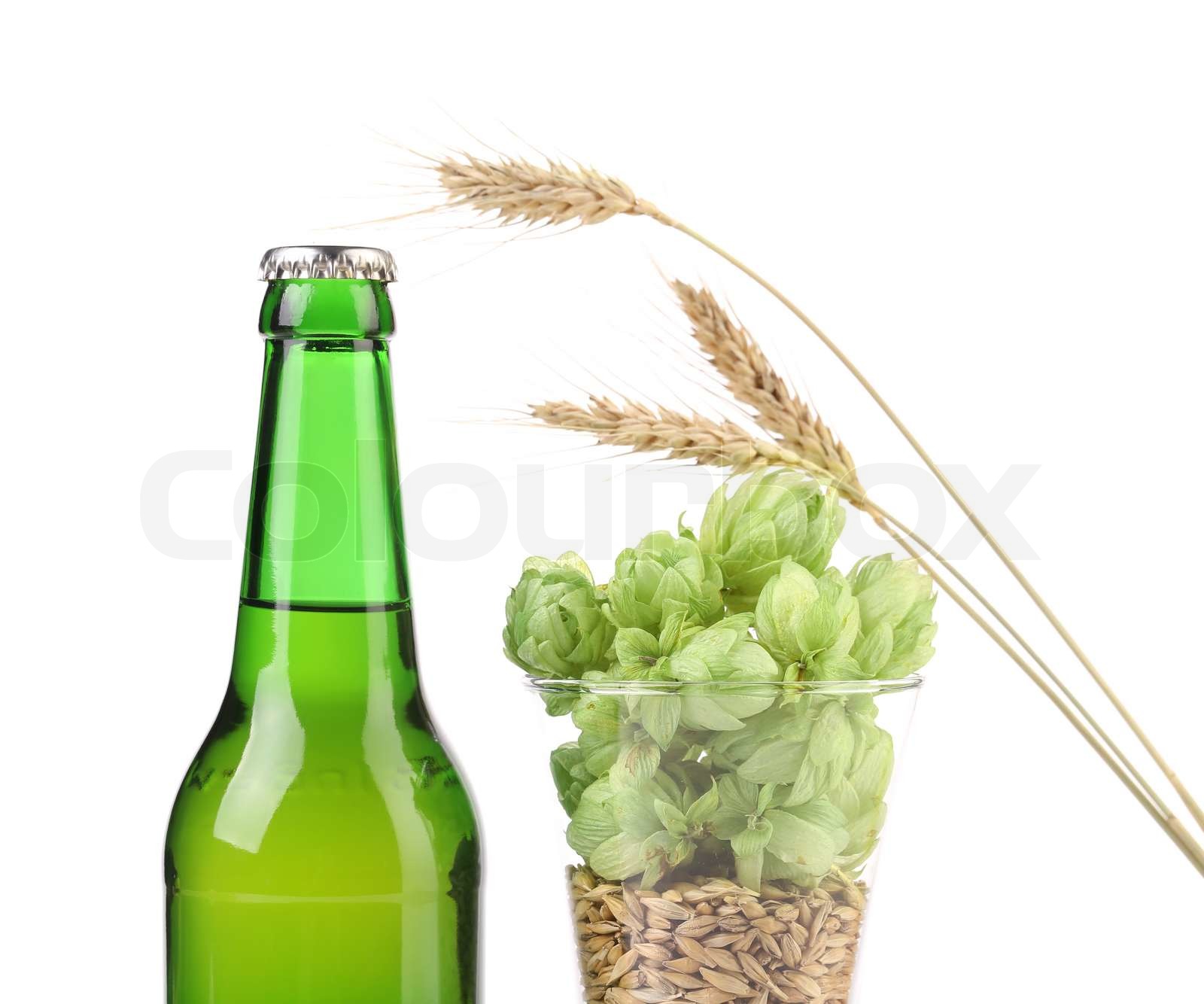 Composition of hop and barley | Stock image | Colourbox