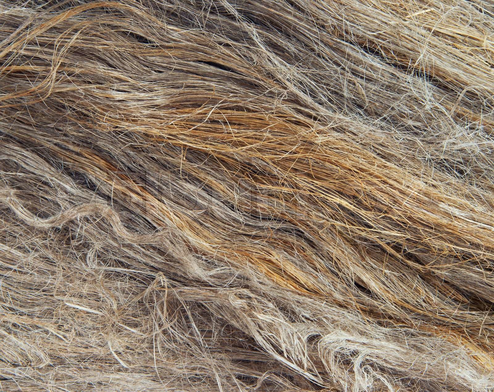 Linen fibers | Stock image | Colourbox