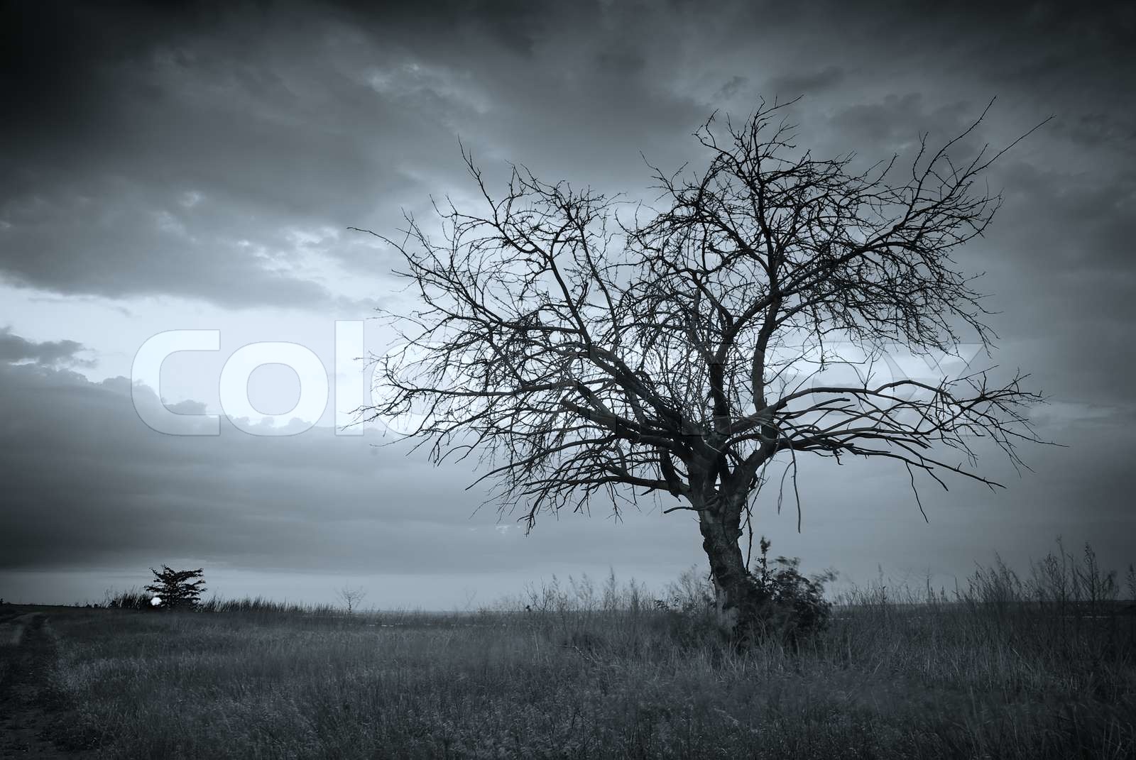Lonely dead tree | Stock image | Colourbox