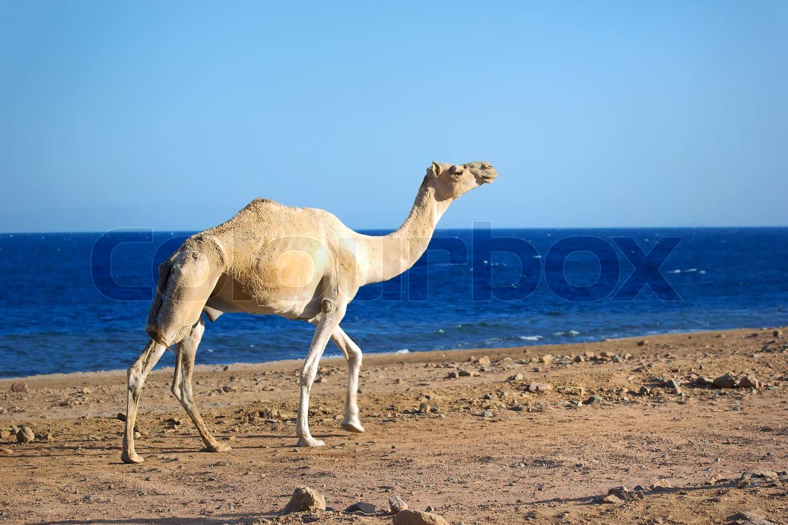 Kamel | Stock Bild | Colourbox