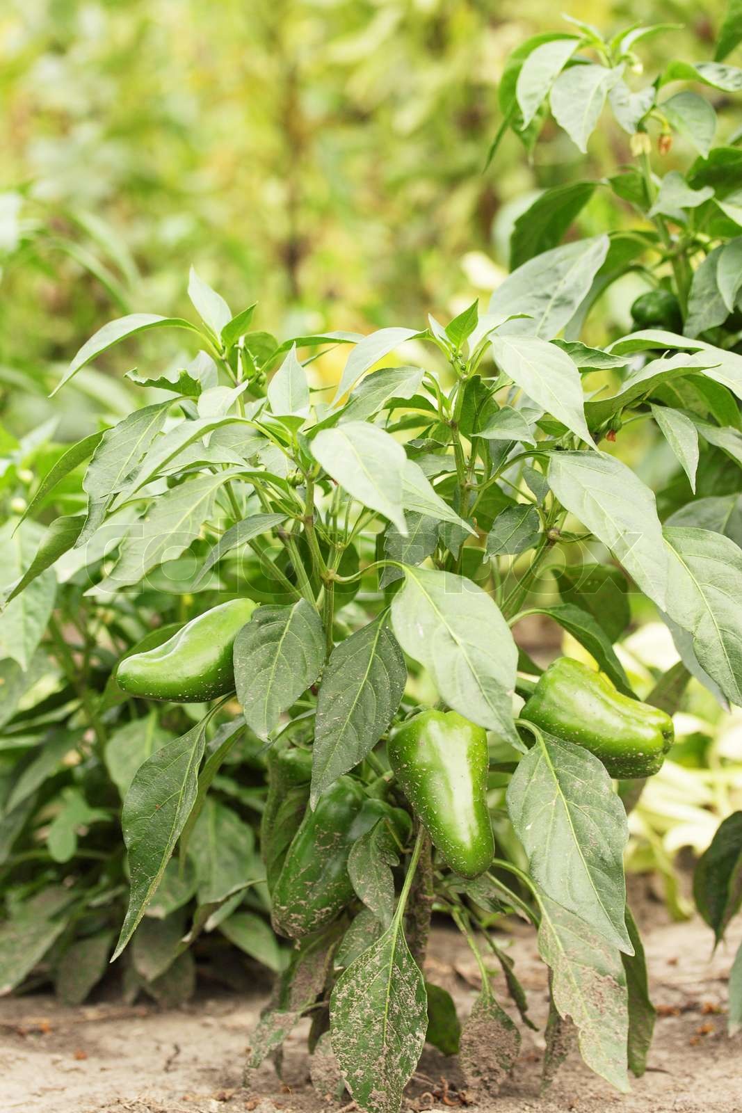 Pfeffer | Stock Bild | Colourbox