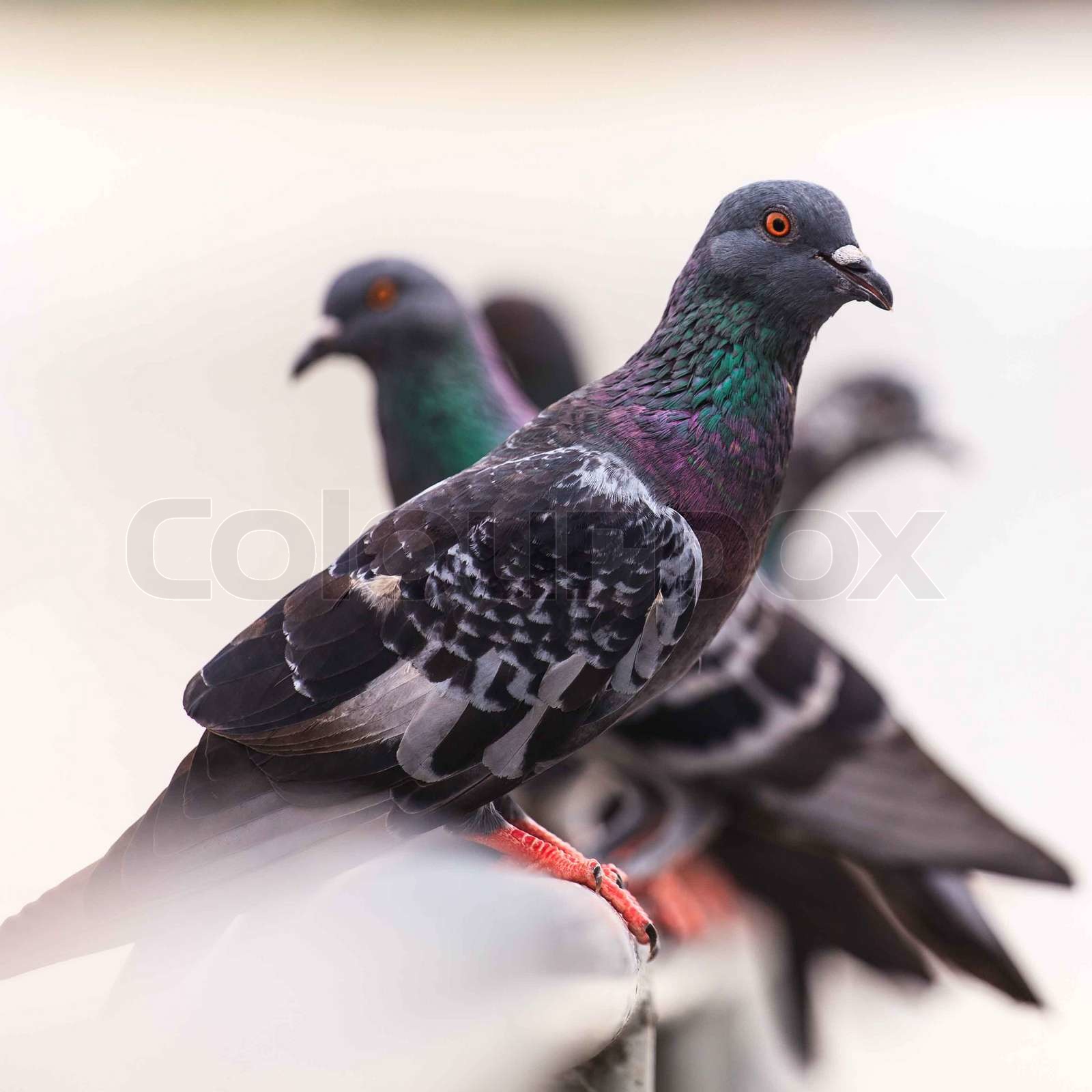 Pigeon | Stock image | Colourbox