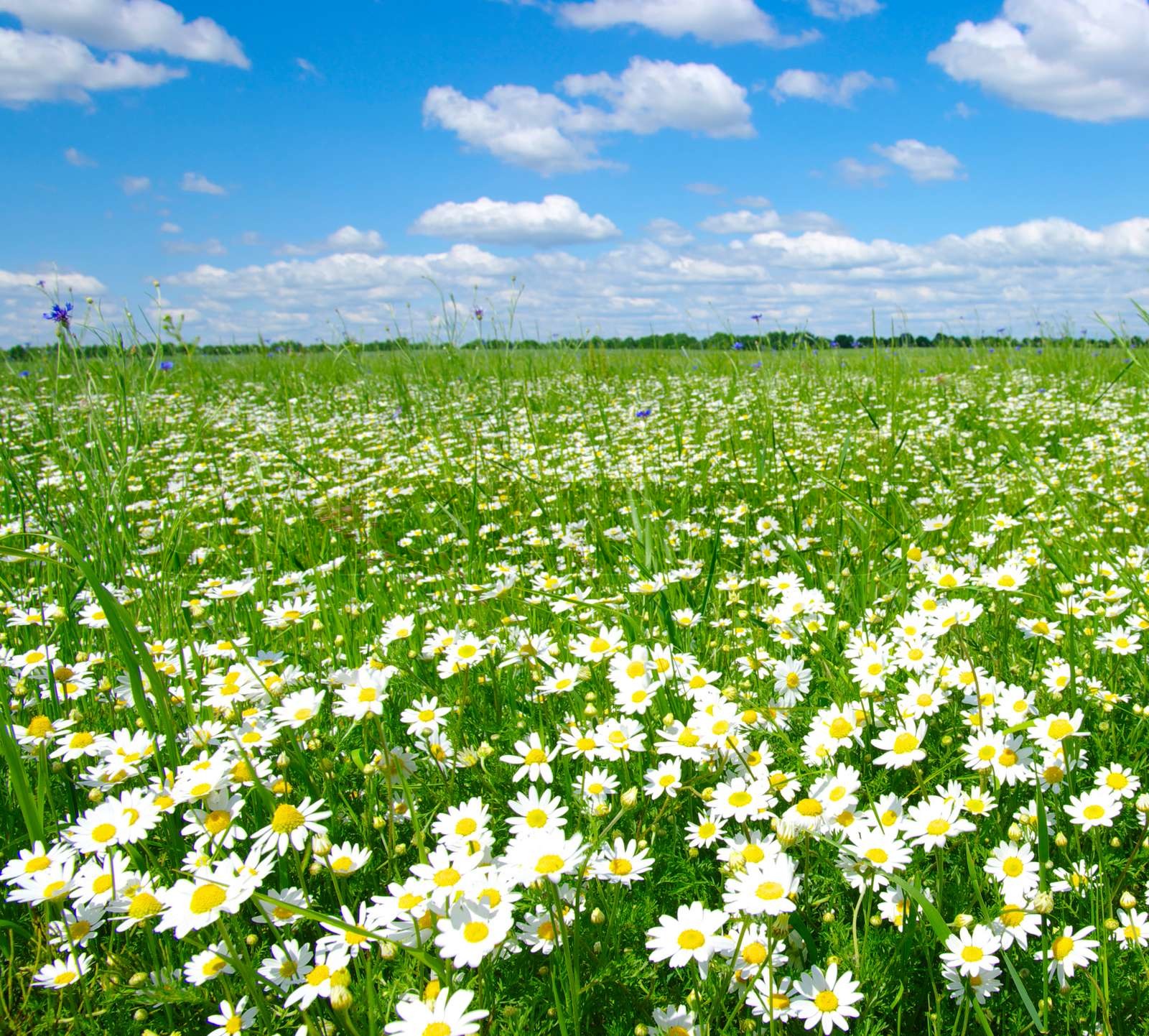 Feld von Kamillen | Stock Bild | Colourbox