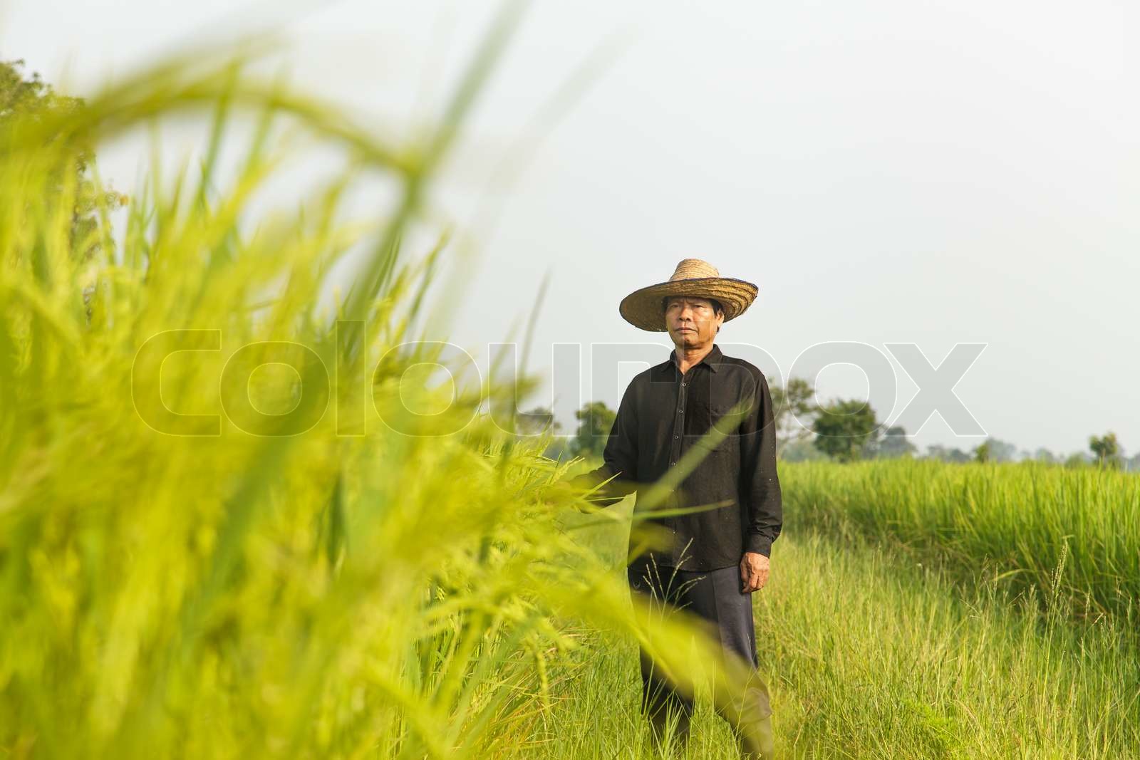 Farmer in the rice field | Stock image | Colourbox
