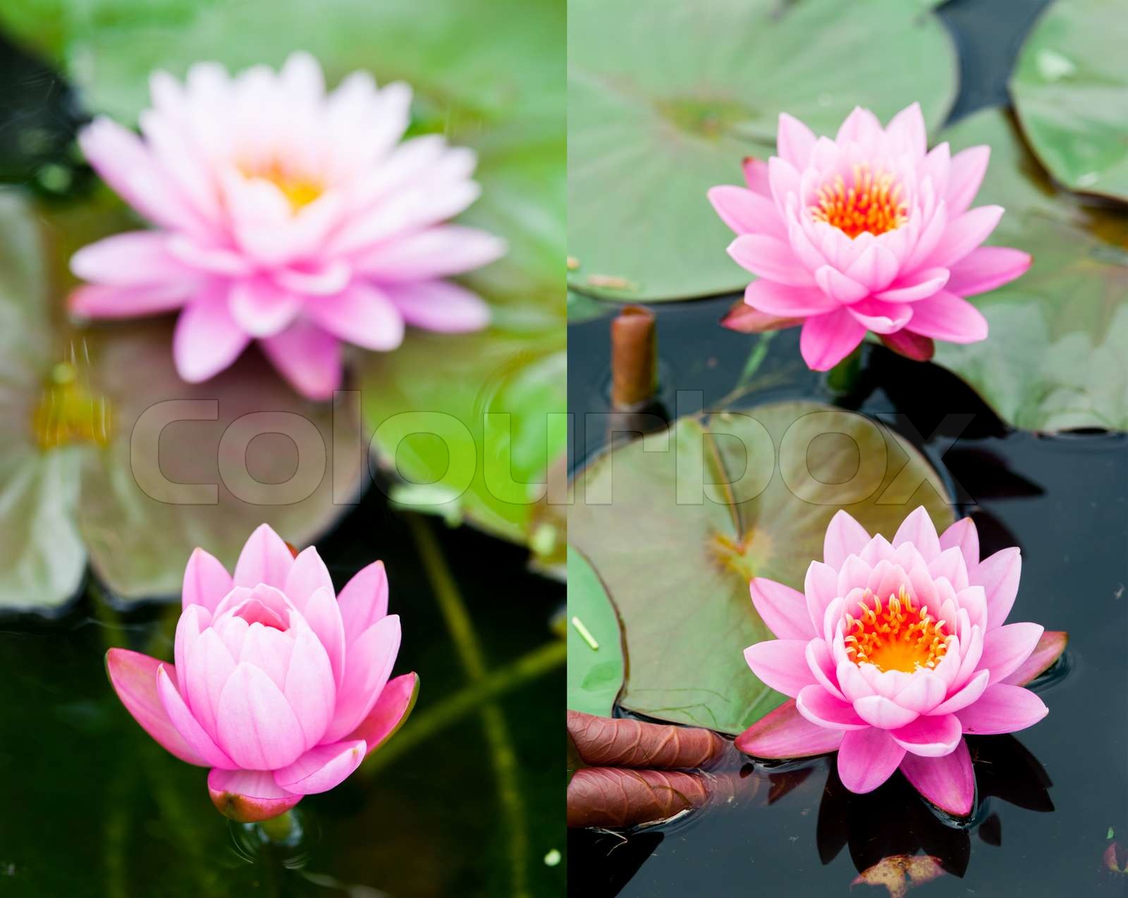 PInk Lotus on the River | Stock image | Colourbox
