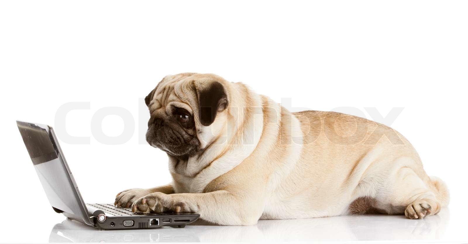 Pug Dog with laptop | Stock image | Colourbox