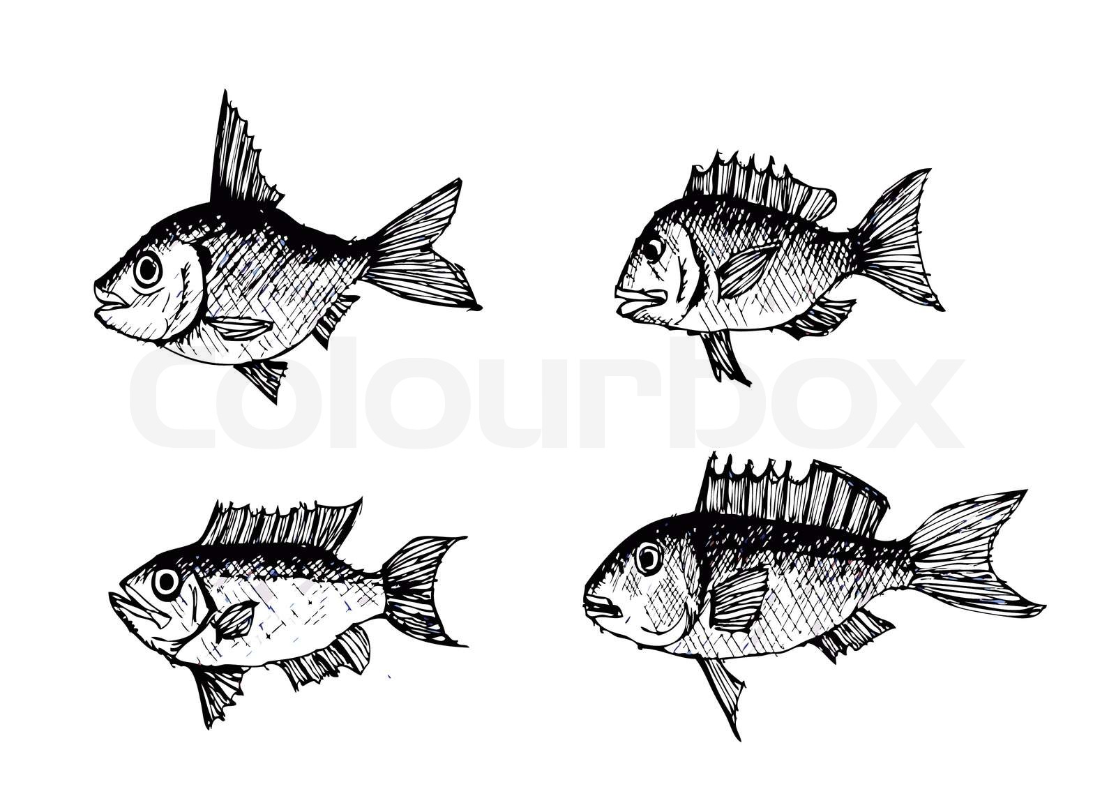 Hand drawn fish Vector illustration | Stock vector | Colourbox