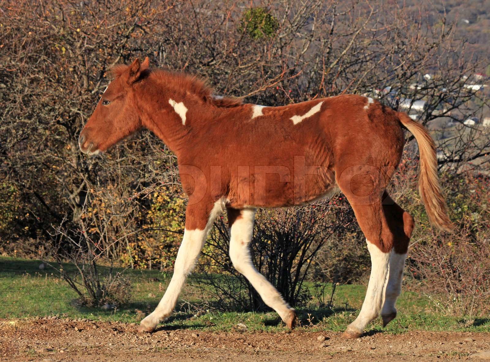 young chestnut horse running by path | Stock image | Colourbox
