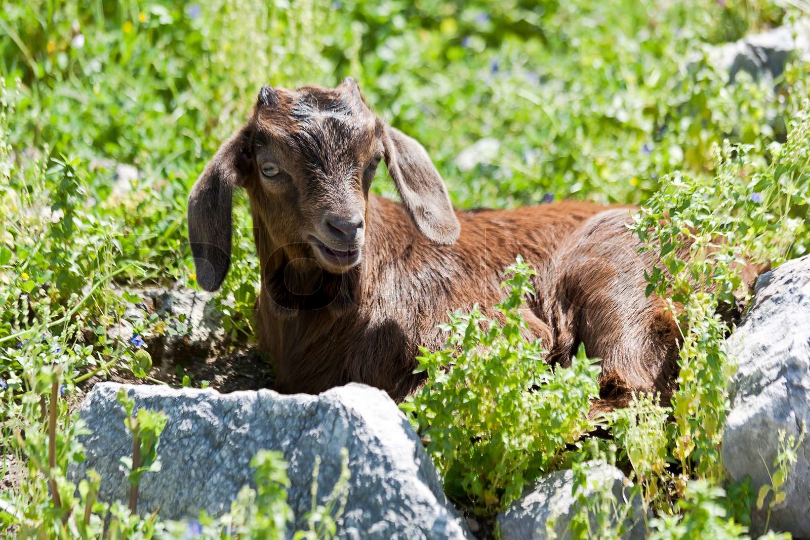 Little goat | Stock image | Colourbox