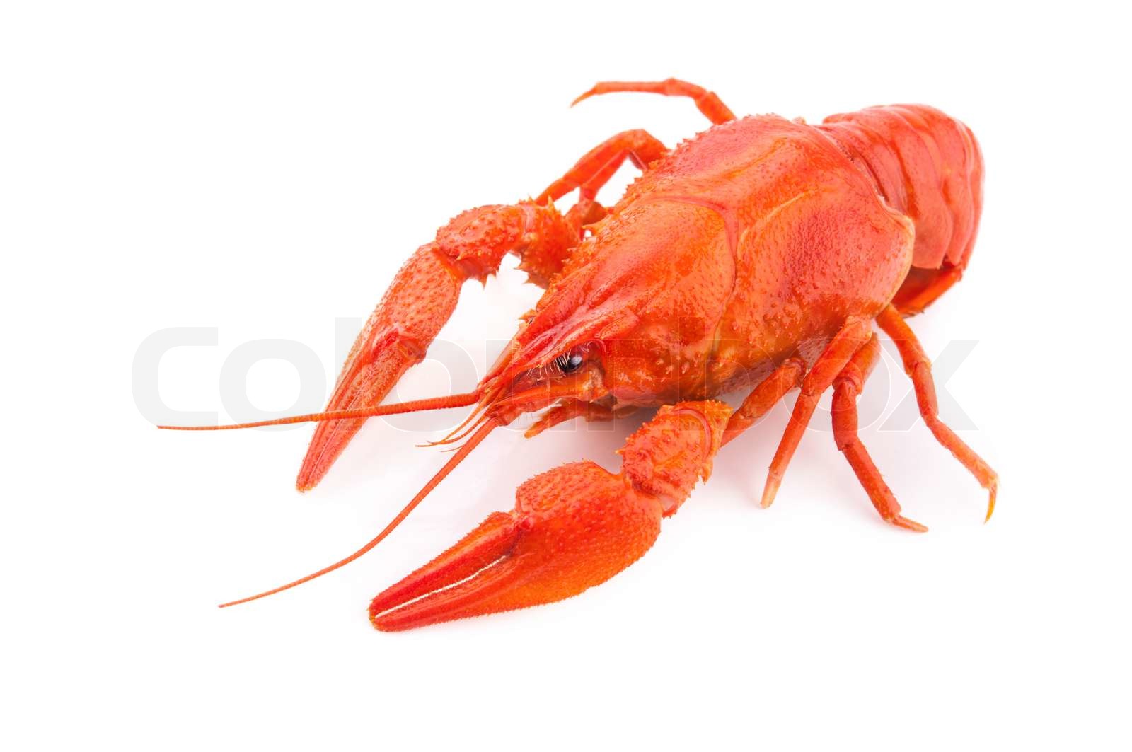 Krebse, die isoliert | Stock Bild | Colourbox