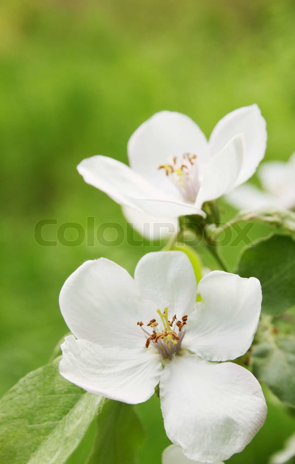 Quitte Busch im Garten | Stock Bild | Colourbox