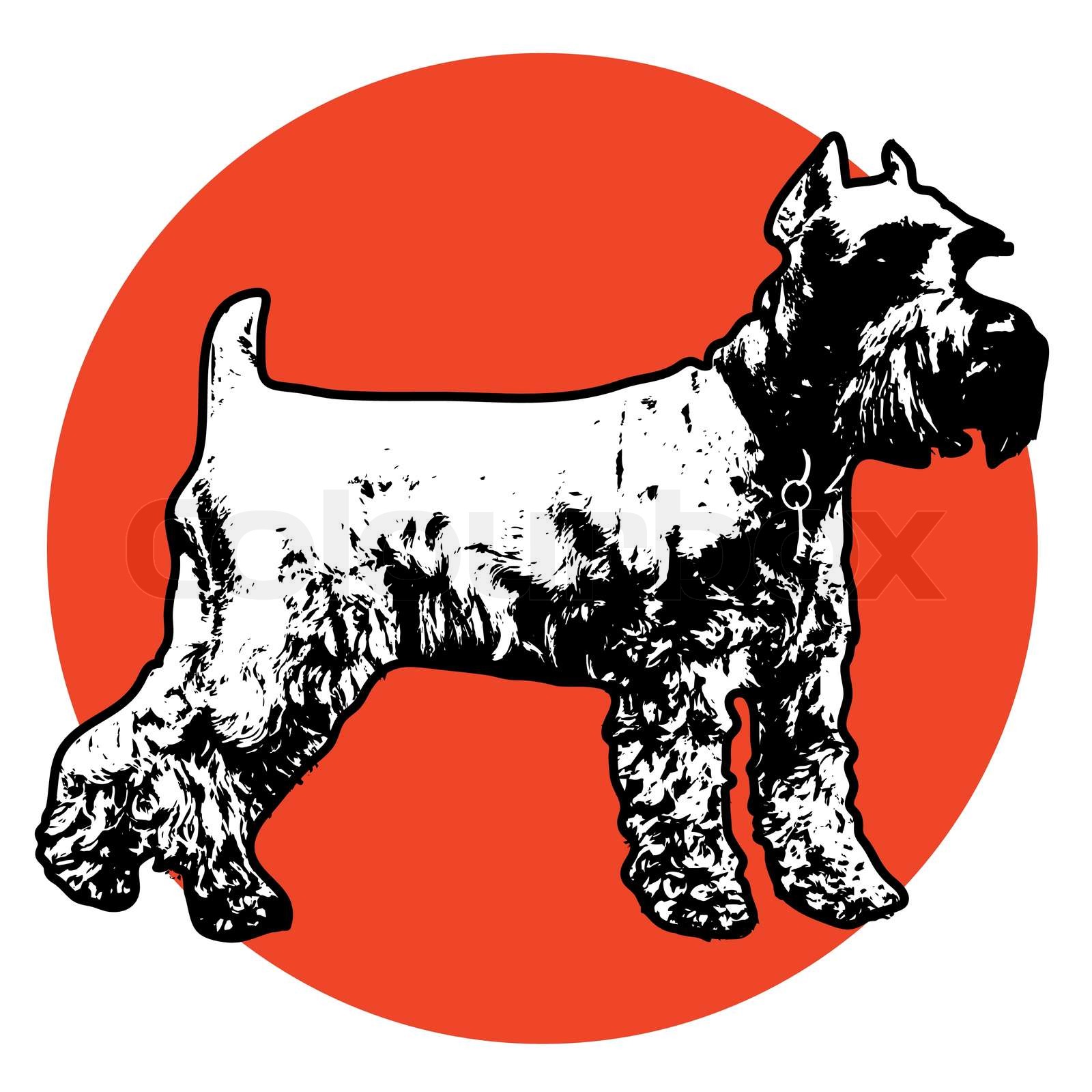 Schnauzer | Stock vector | Colourbox