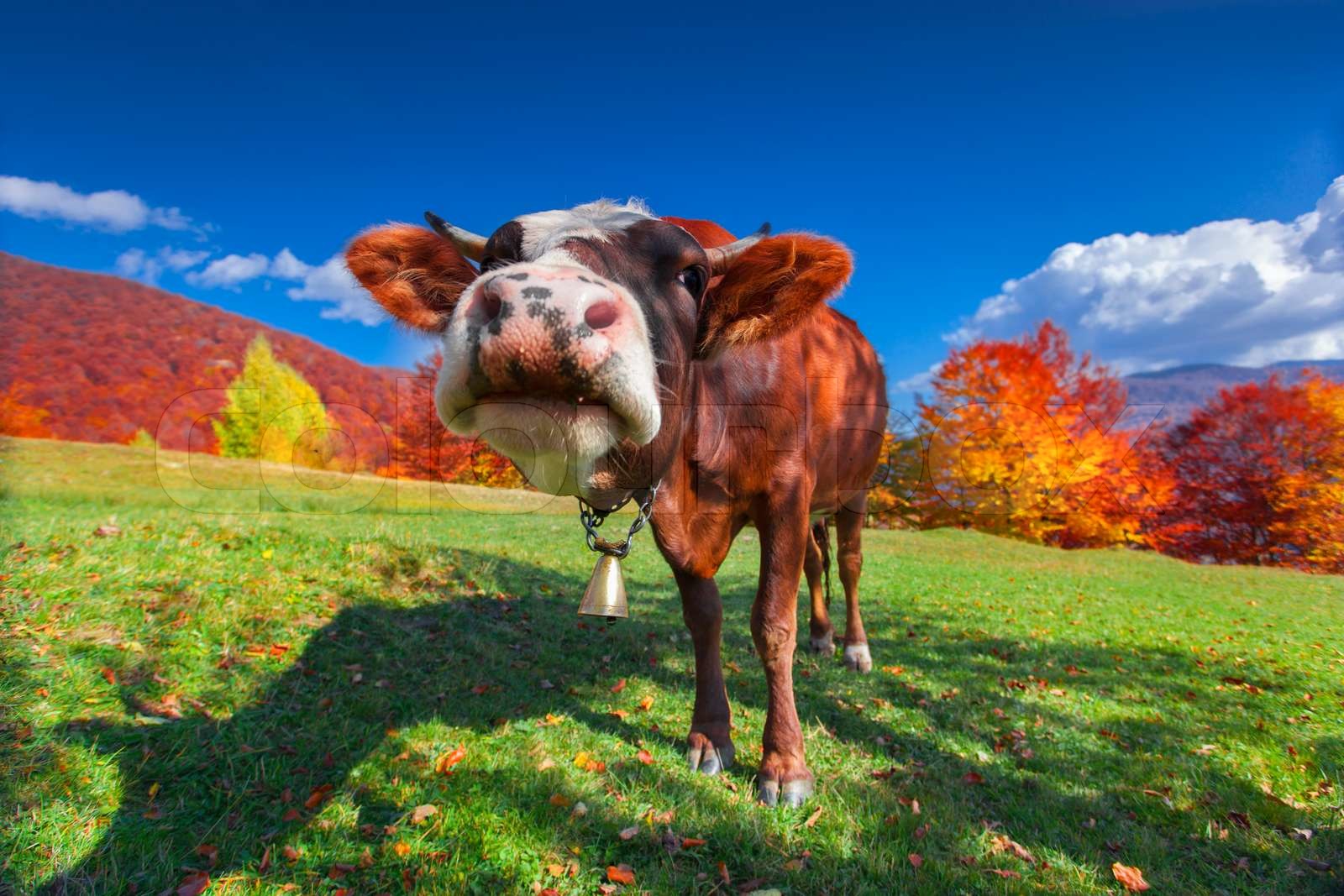 Lustige rote Kuh auf der Weide in den Bergen im Herbst | Stock Bild ...
