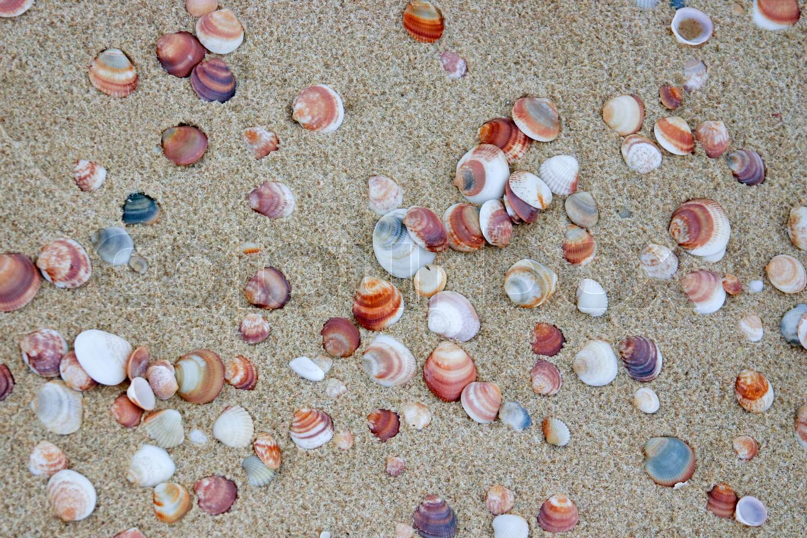 Elegantes Bilder Von Muscheln Bild