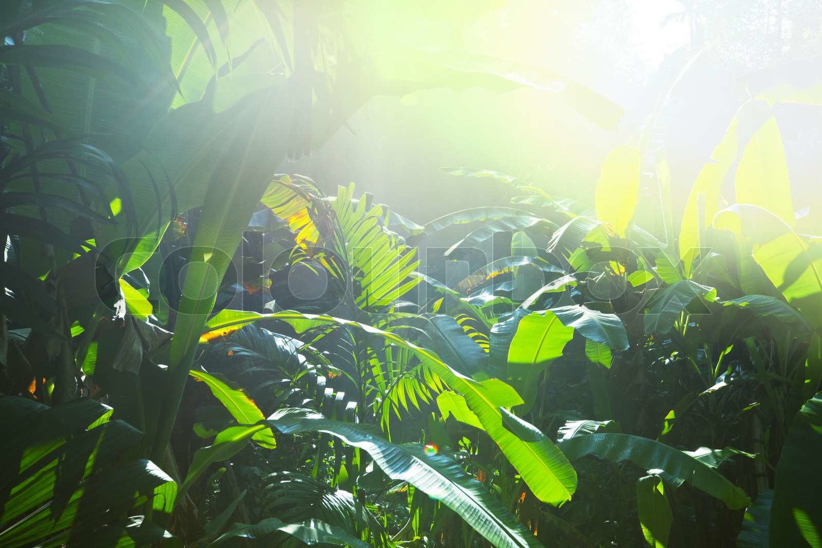 Jungle | Stock Bild | Colourbox