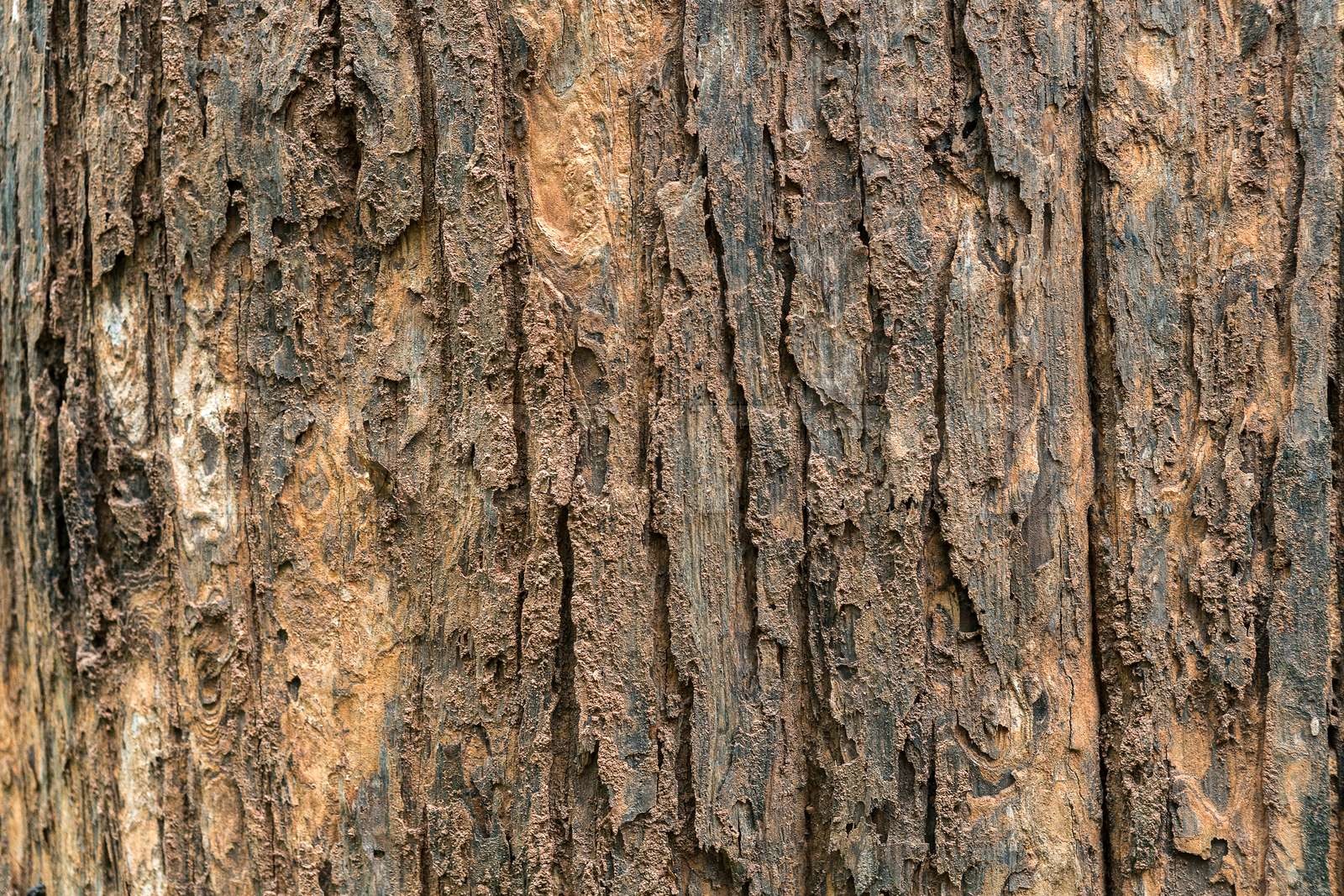 Bark of teak tree | Stock image | Colourbox