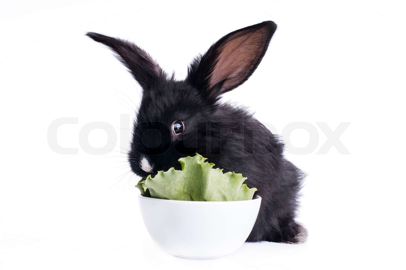 sød sort kanin spise grøn salat | Stock foto | Colourbox