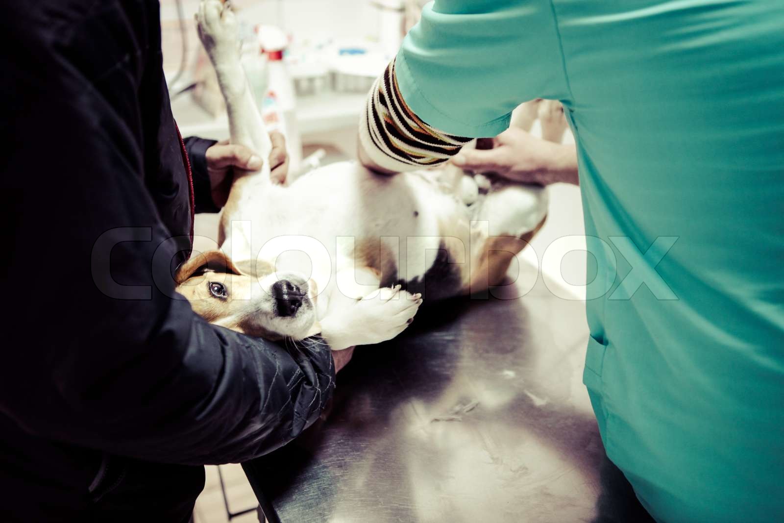 Dog at the vet in the surgery preparation room | Stock image | Colourbox