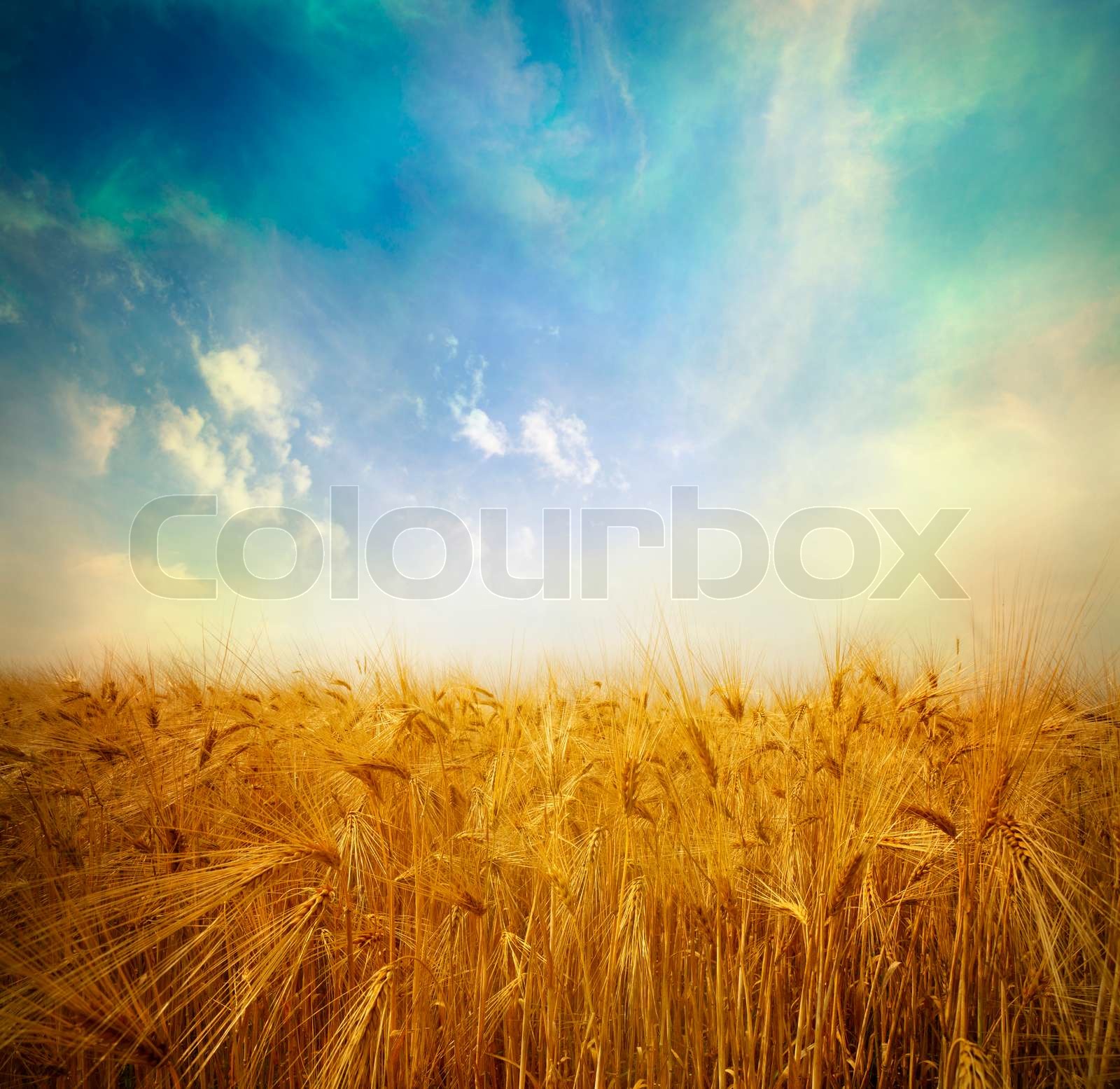 Yellow meadow | Stock image | Colourbox