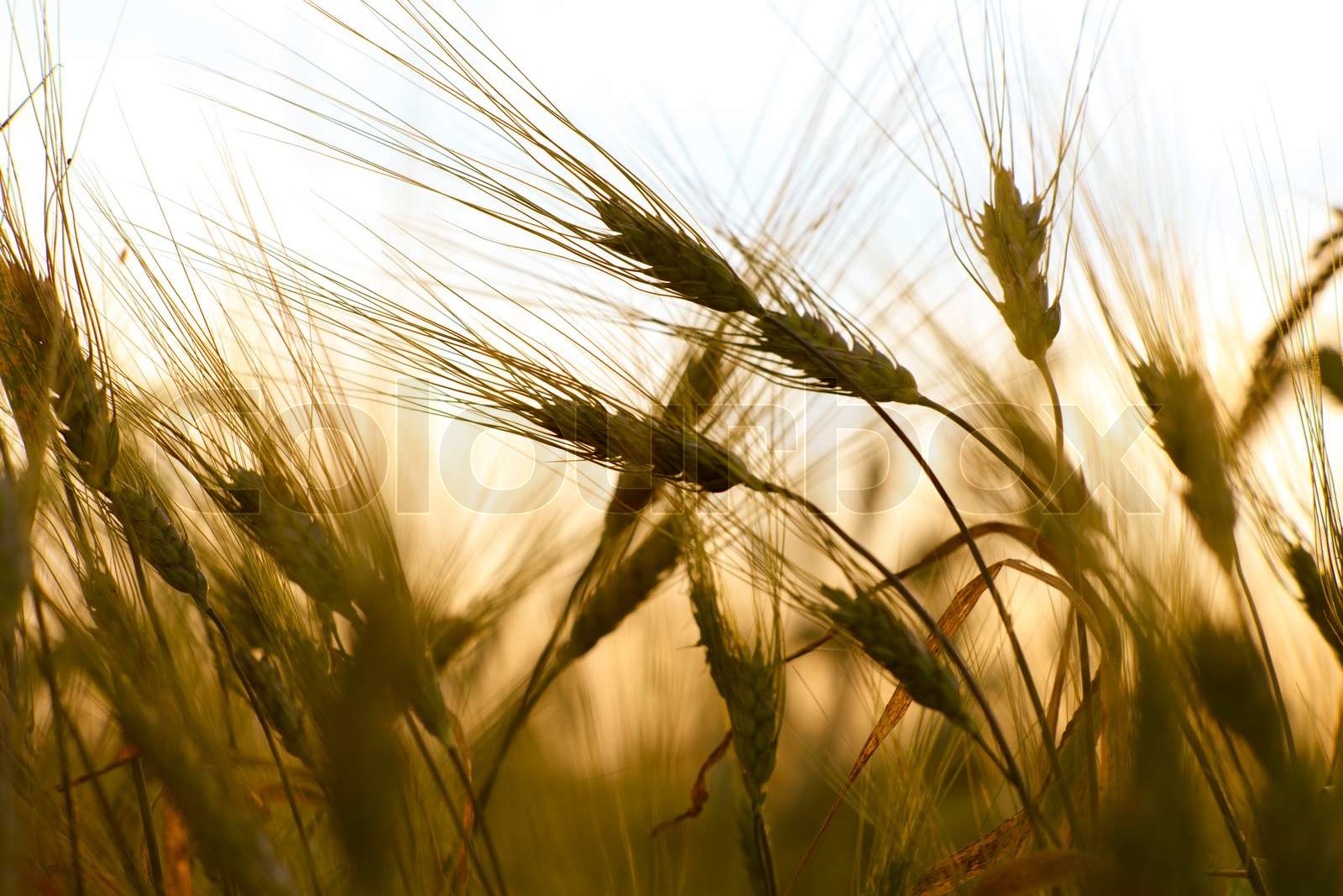 Yellow meadow | Stock image | Colourbox