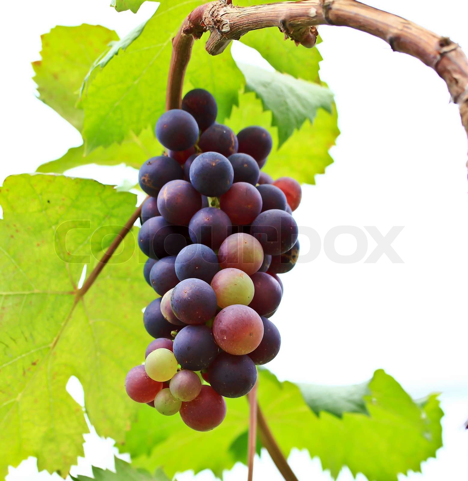 Red grapes | Stock image | Colourbox